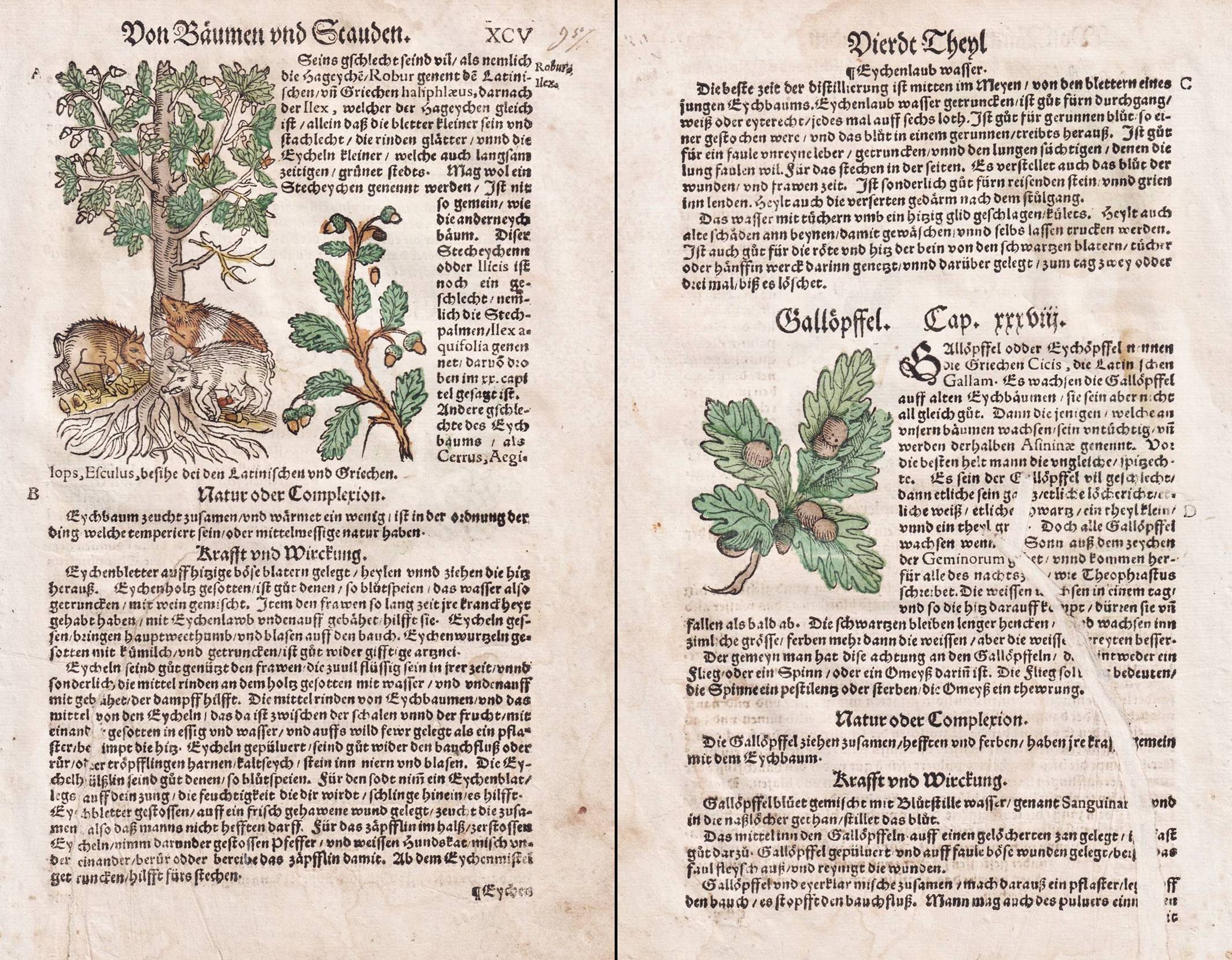 "XCV - Von Bäumen und Stauden / Eychbaum / Ballöpffel" - Eichenbaum ...