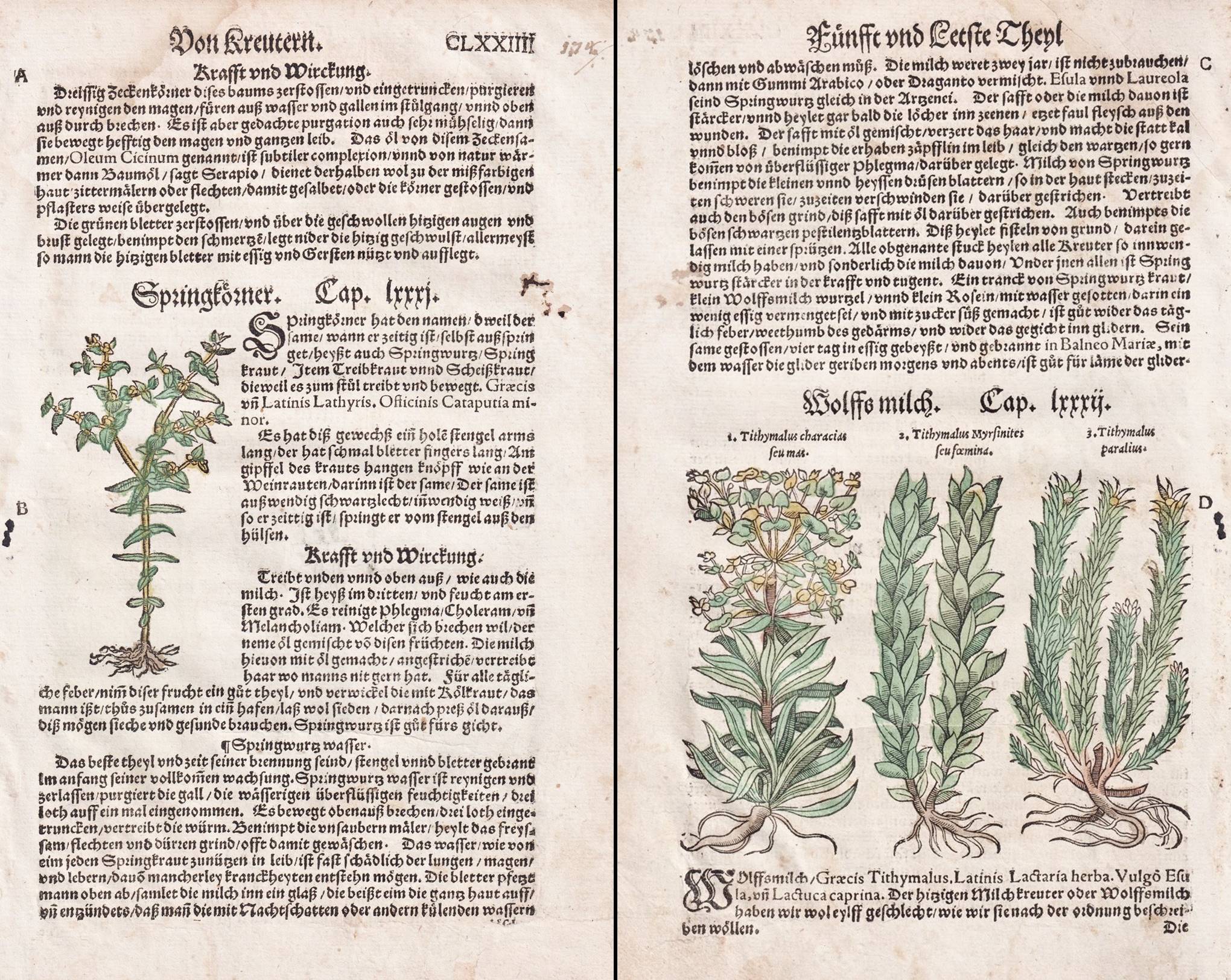 "CLXXIIII - Springkörner / Wolffsmilch " - Wolfsmilch Springkraut ...