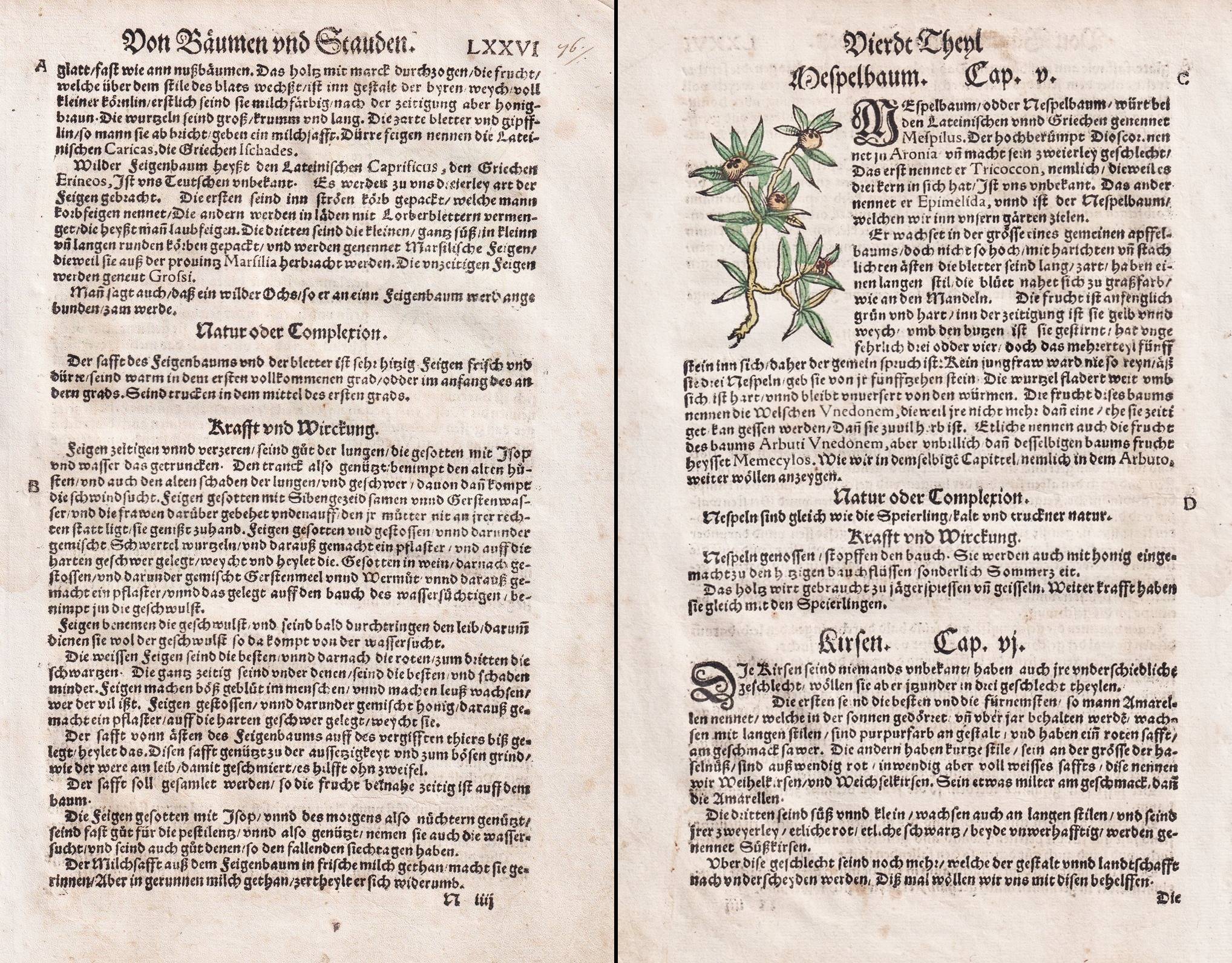 "LXXVI - Von Bäumen und Stauden / Feigenbaum / Mespelbaum / Kirsen ...