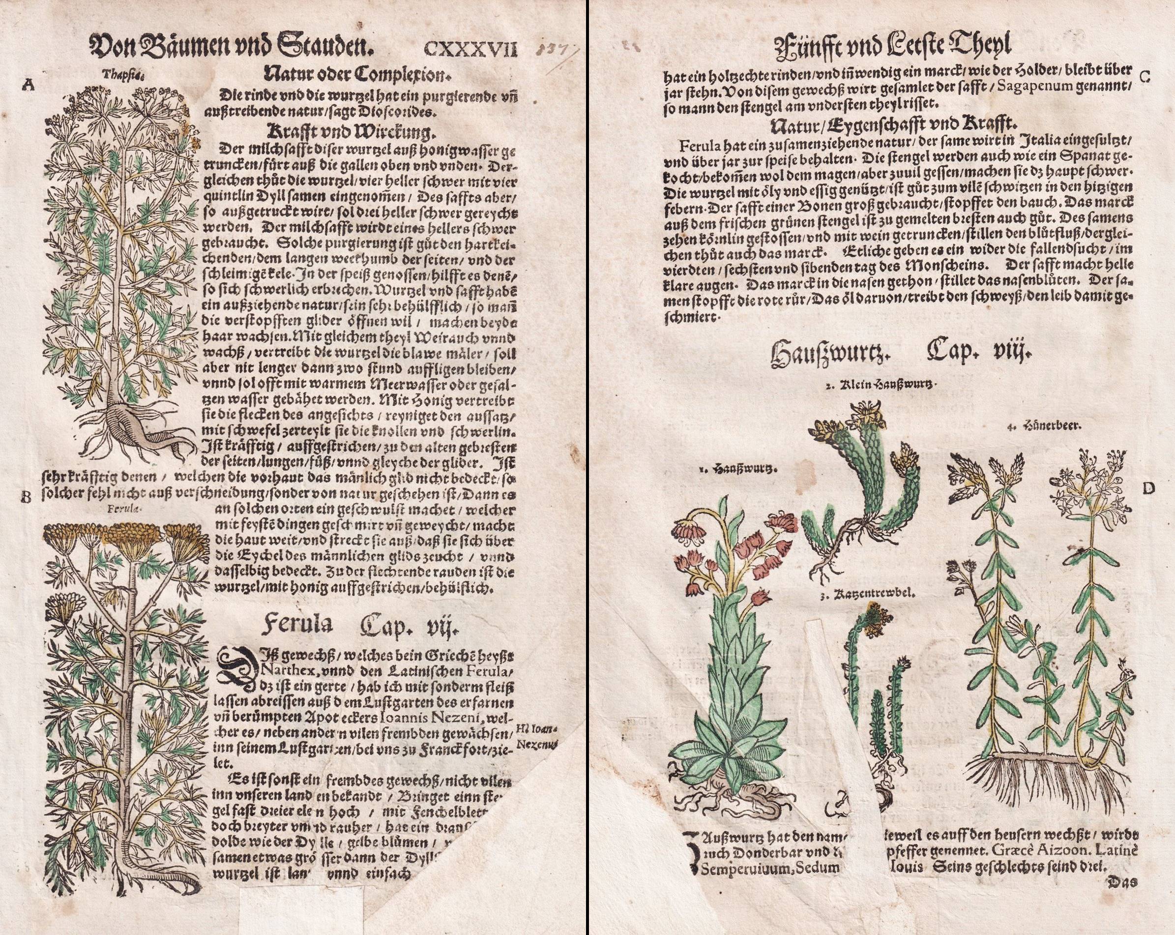 "CXXXVII - Ferula / Hauswurz" - herbs herbal Kräuter Kräuterbuch ...