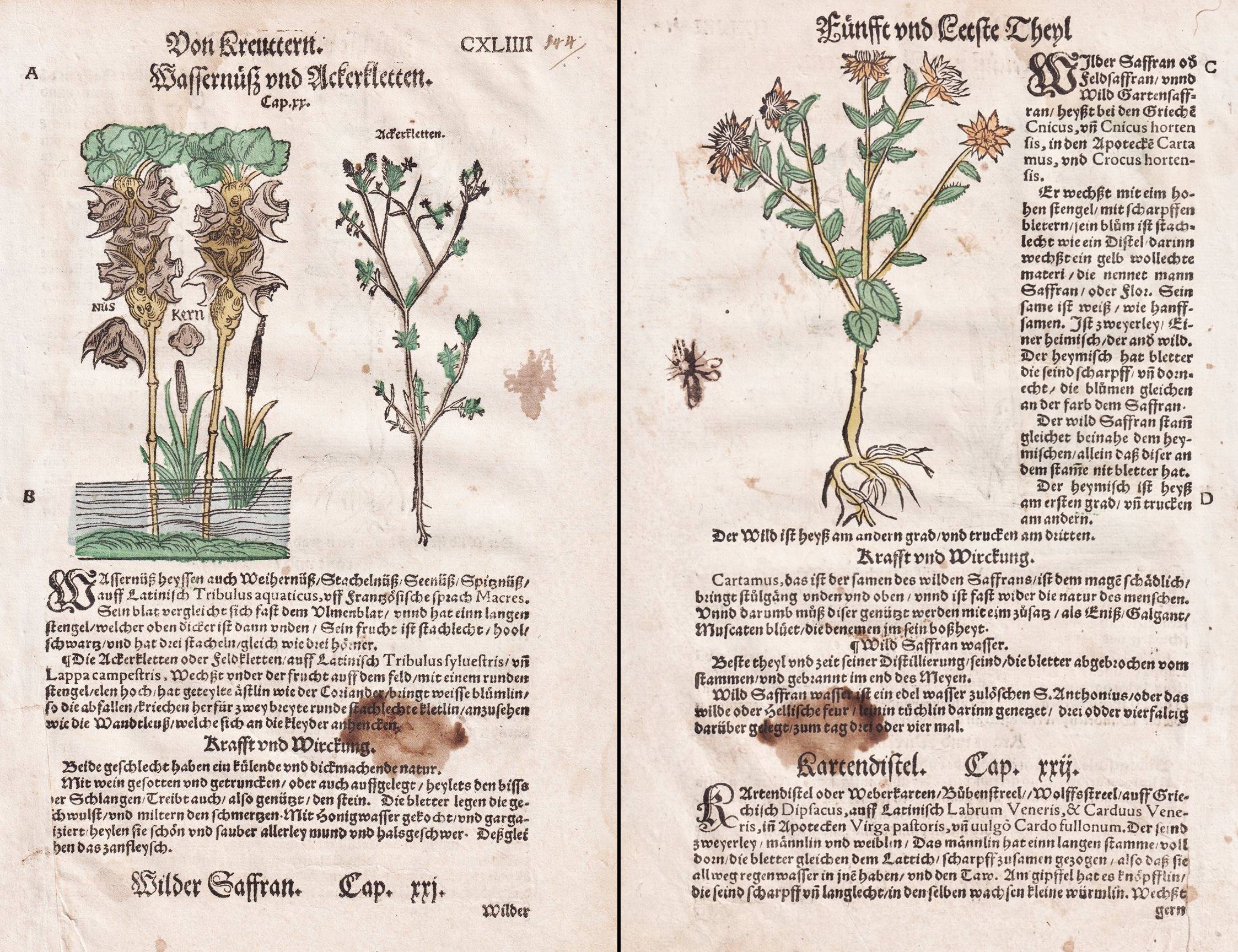 "CXLIIII - Wassernuß und Ackerkletten / Wilder Saffran" - Wassernuss ...