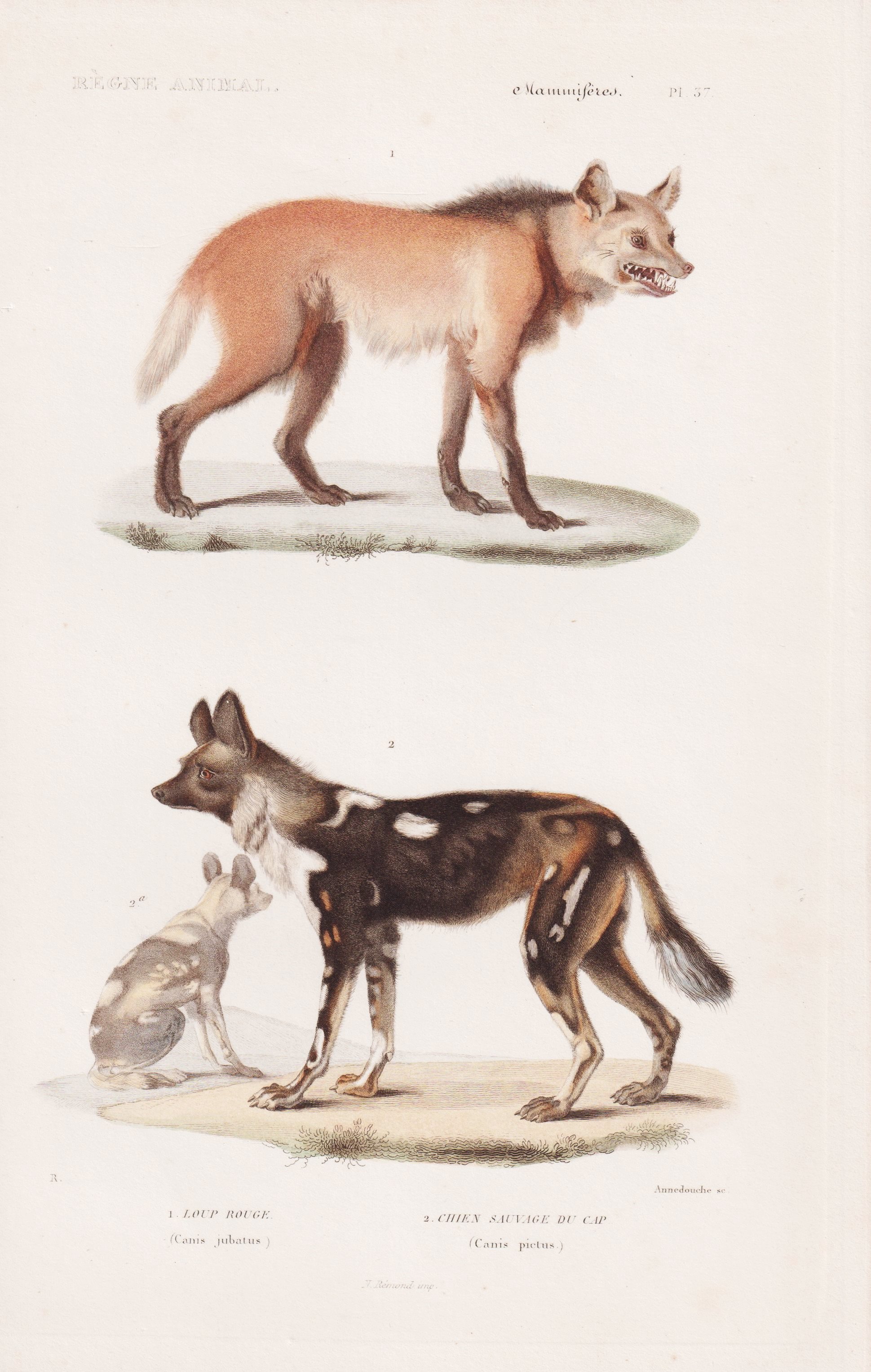 "1. Loup rouge (Canis jubatus) 2. Chien sauvage du cap (Canis pictus ...