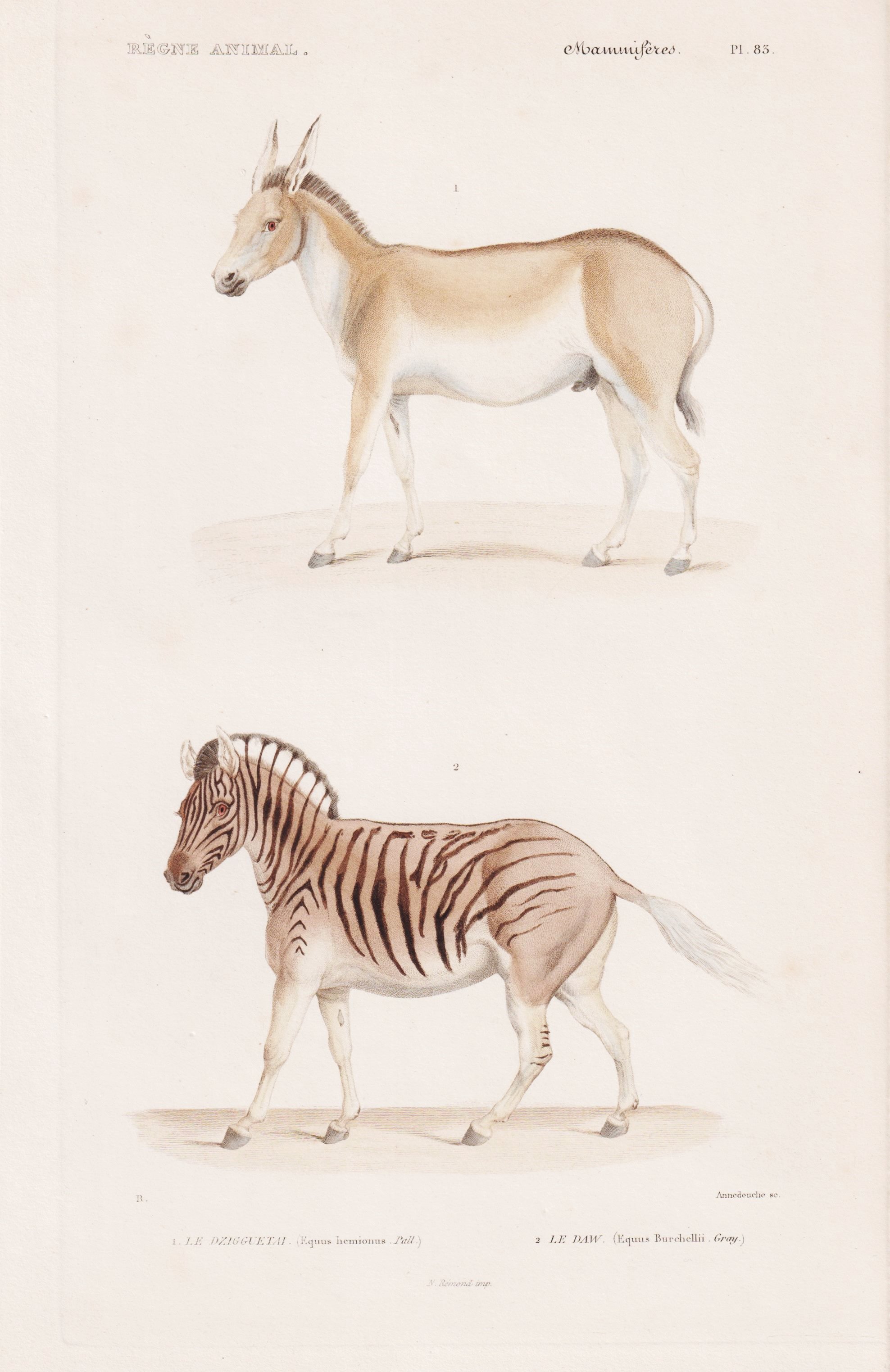 "1. Le Dzigguetai (Equus hemionus) 2. Le Daw (Equus Burchellii ...