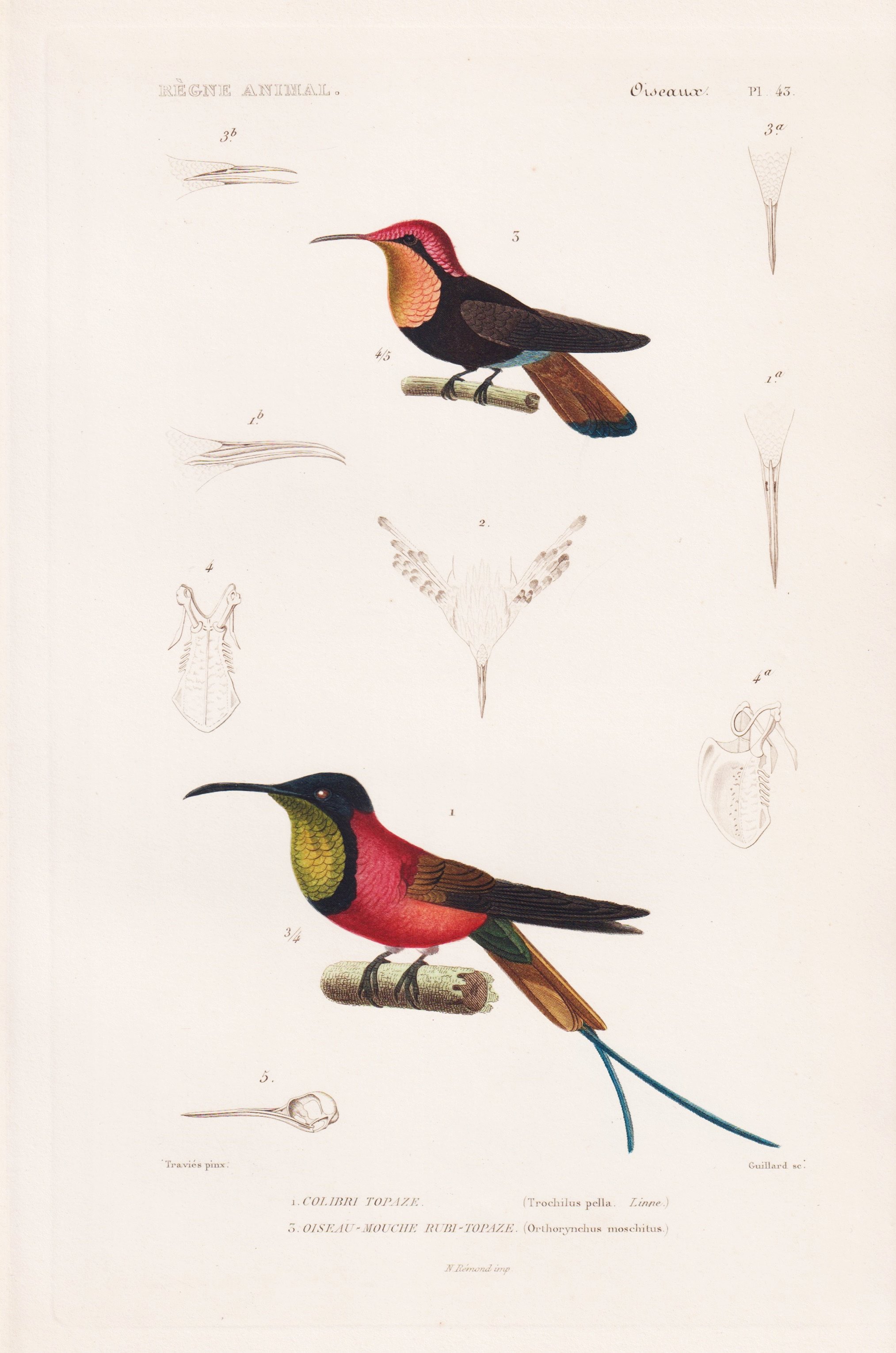 "Oiseaux. Pl. 43. - 1. Colibri topaze (Trochilus pella) 3. Oiseau ...