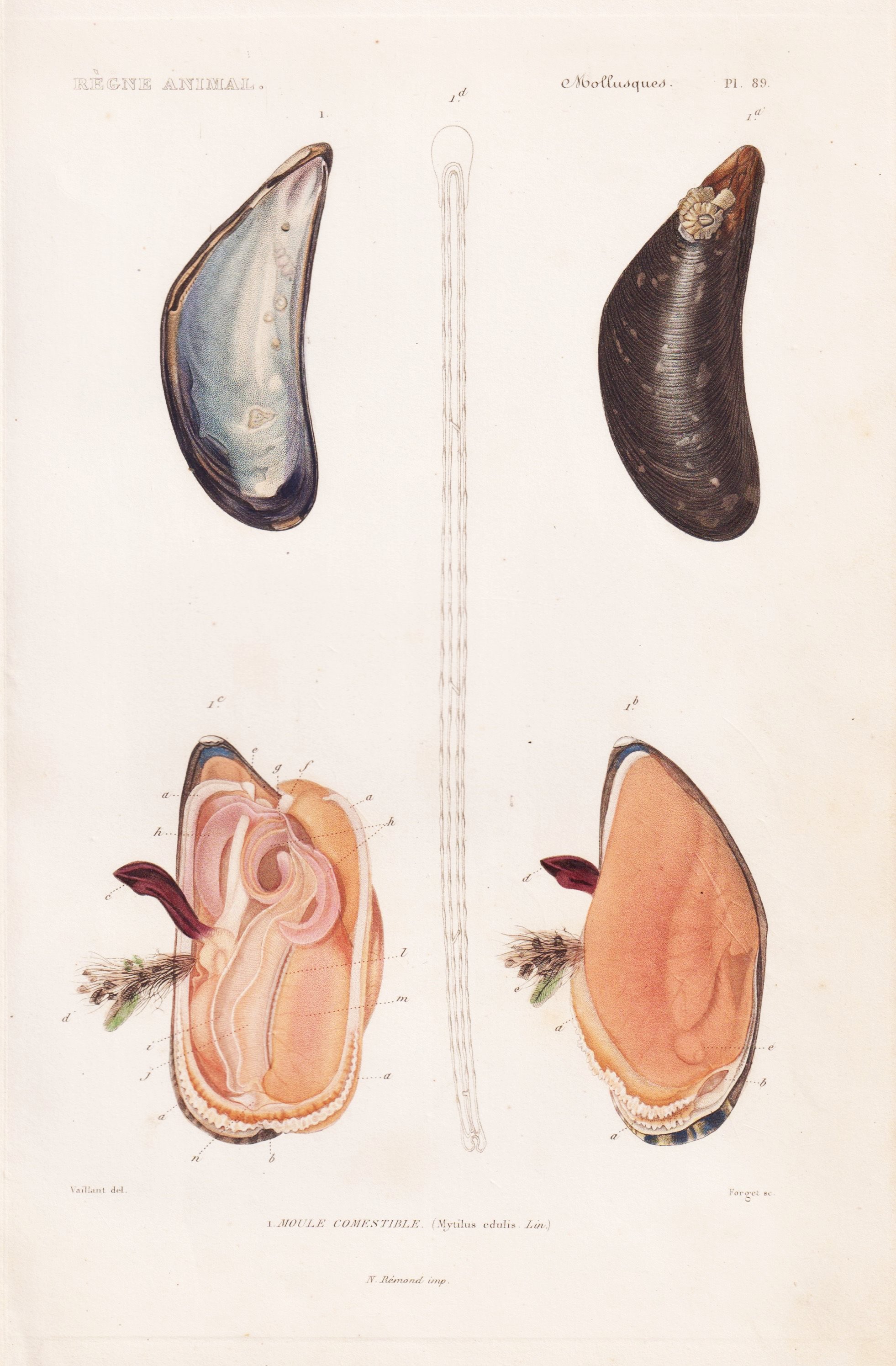 "Mollusques. Pl. 89. - 1. Moule comestible (Mytilus edulis ...