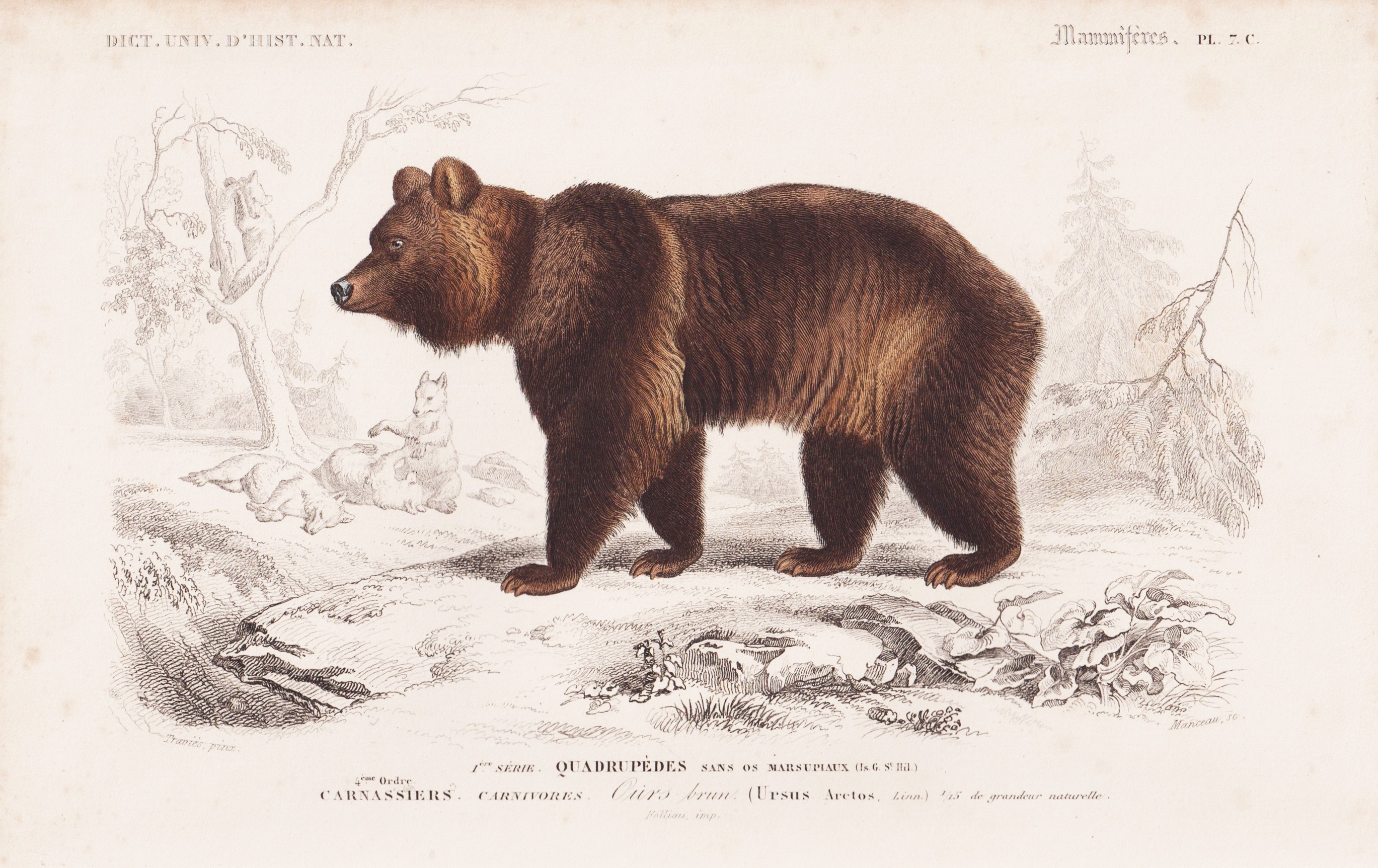 "4me Ordre. Carnassiers. Carnivores. Ours brun (Ursus Arctos ...