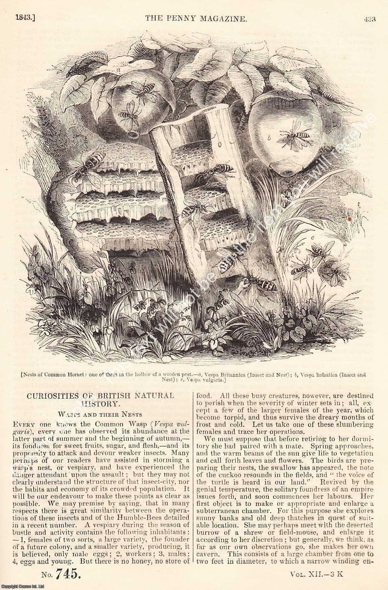 Curiosities of British Natural History: Wasps & their Nests; Essays on ...