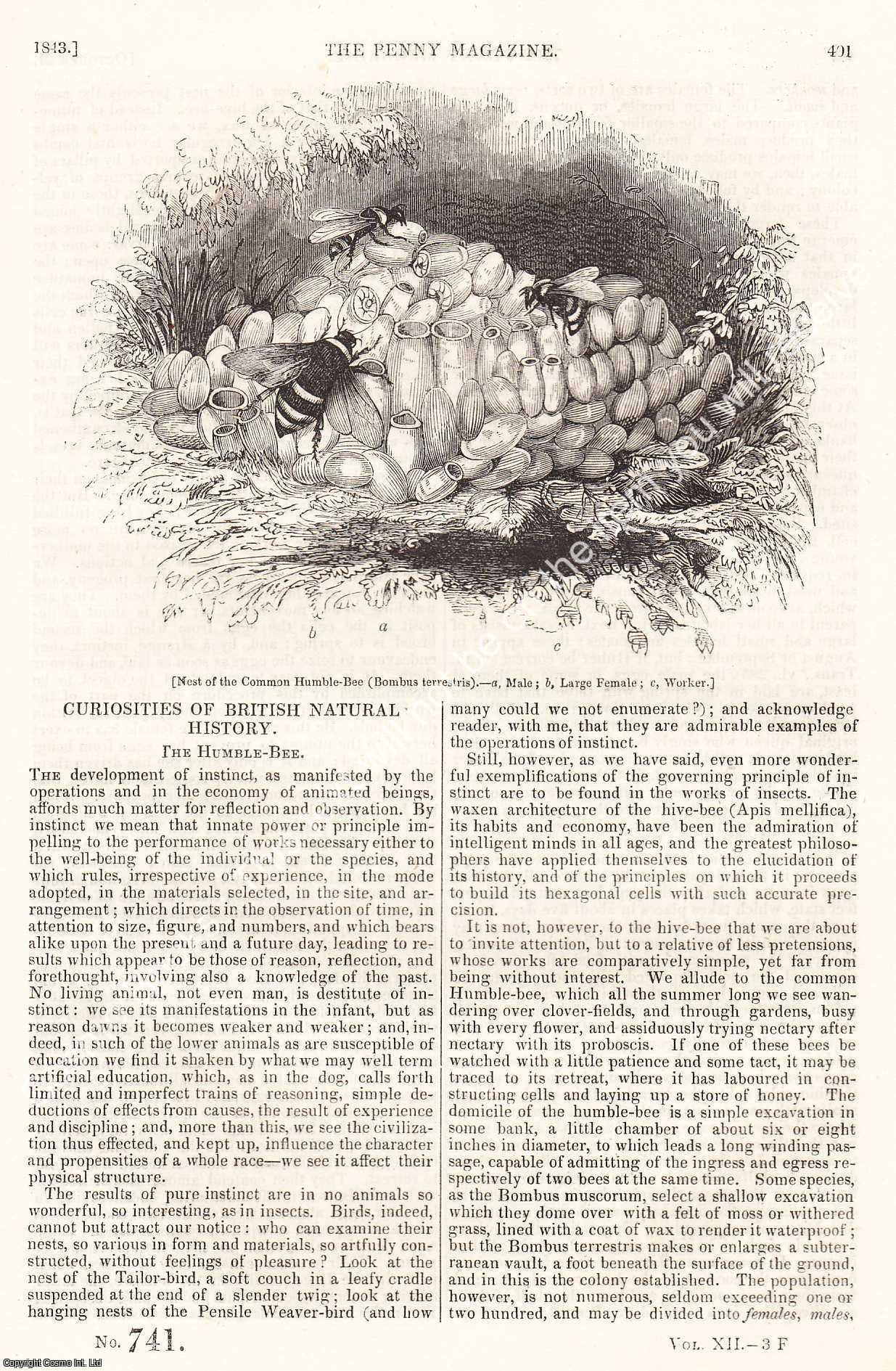 Curiosities of British Natural History: The Humble-Bee; Junction of The ...