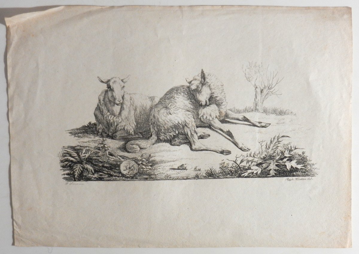 Zwei original Lithographien aus der Anleitung zur Thier-Zeichnung ...