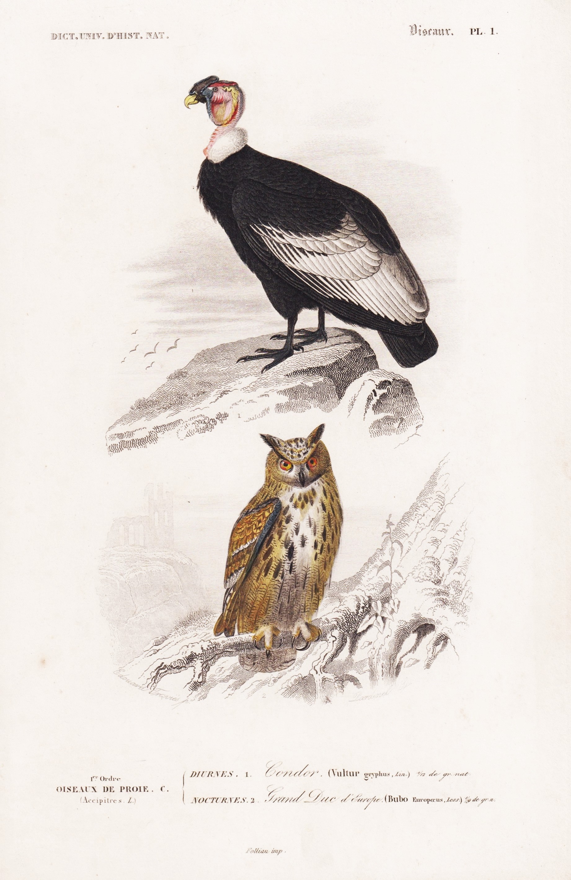 "1er Ordre. Oiseaux de Proie. C. Diurnes. 1 Condor (Vultur gryphus ...