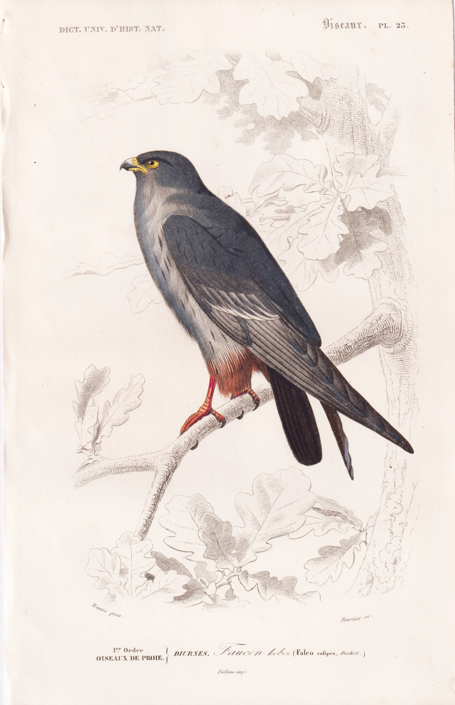 "1er Ordre. Oiseaux de Proie. Diurnes. Faucon kobez (Falcon rufipes ...