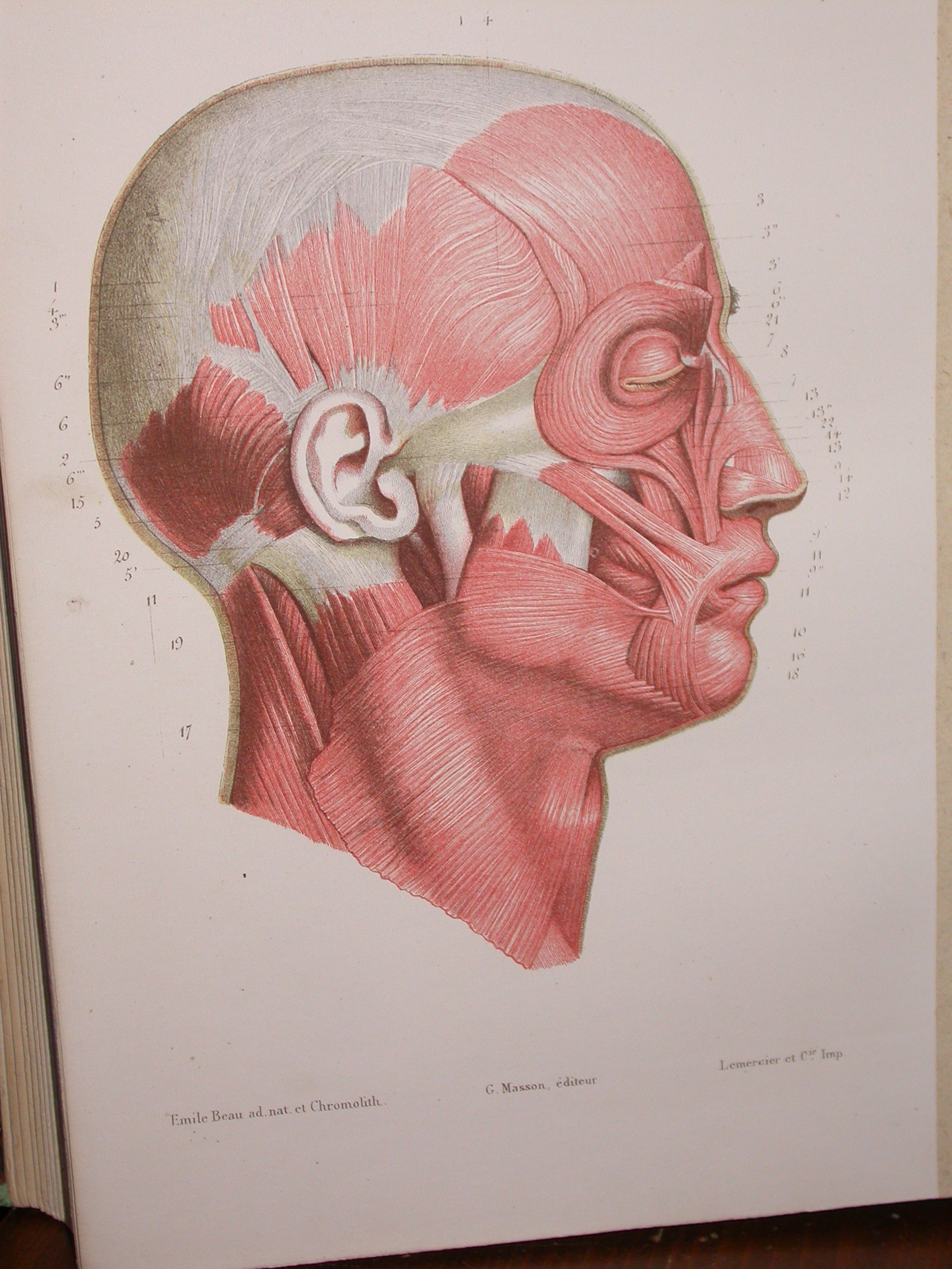 Atlas d'Anatomie Descriptive de Corps Humain 4 volumes, drawings by ...