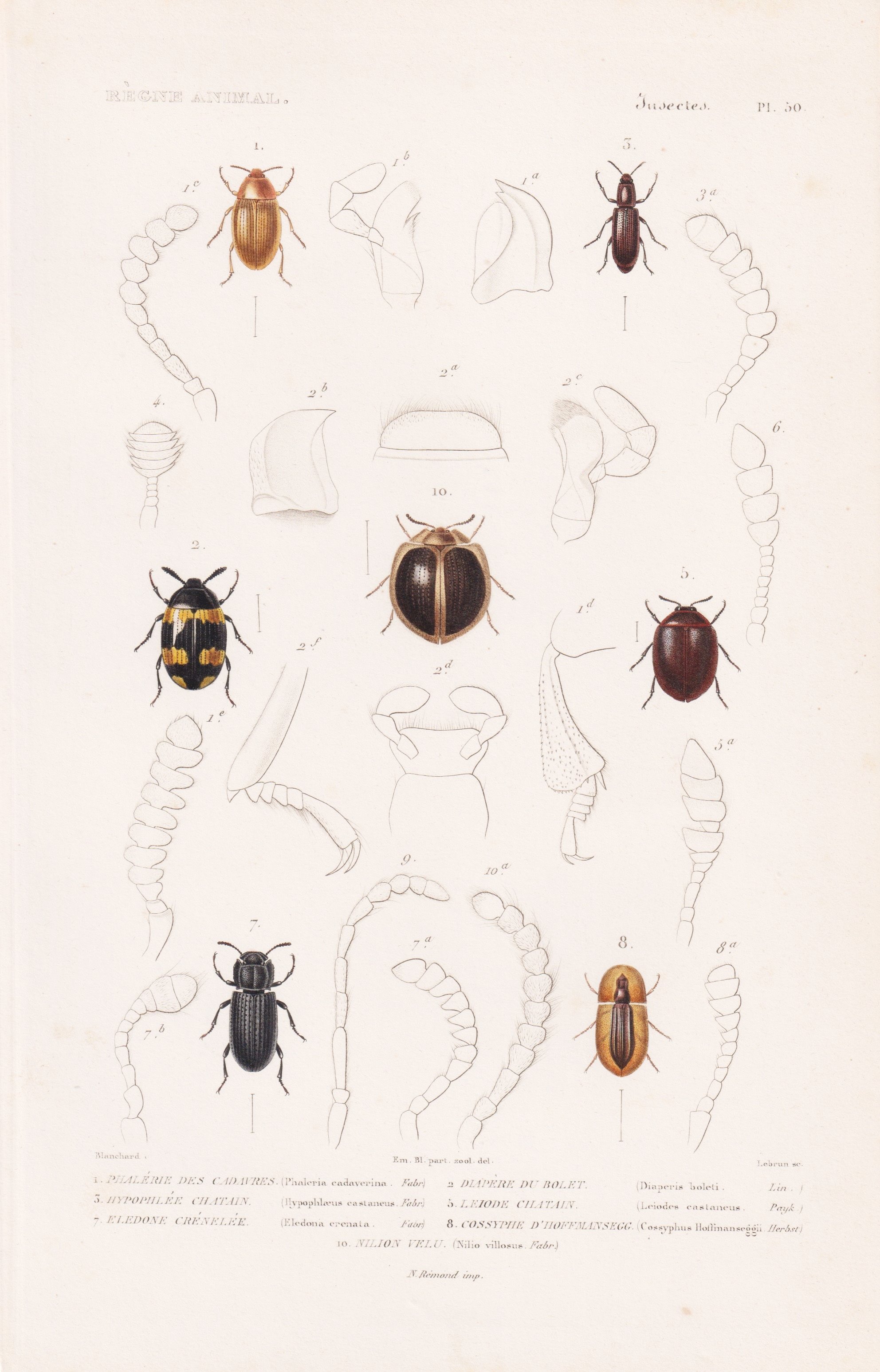 "Insectes Pl. 50 / 1. Phalerie des cadavres (Phaleria cadaverina) 2 ...