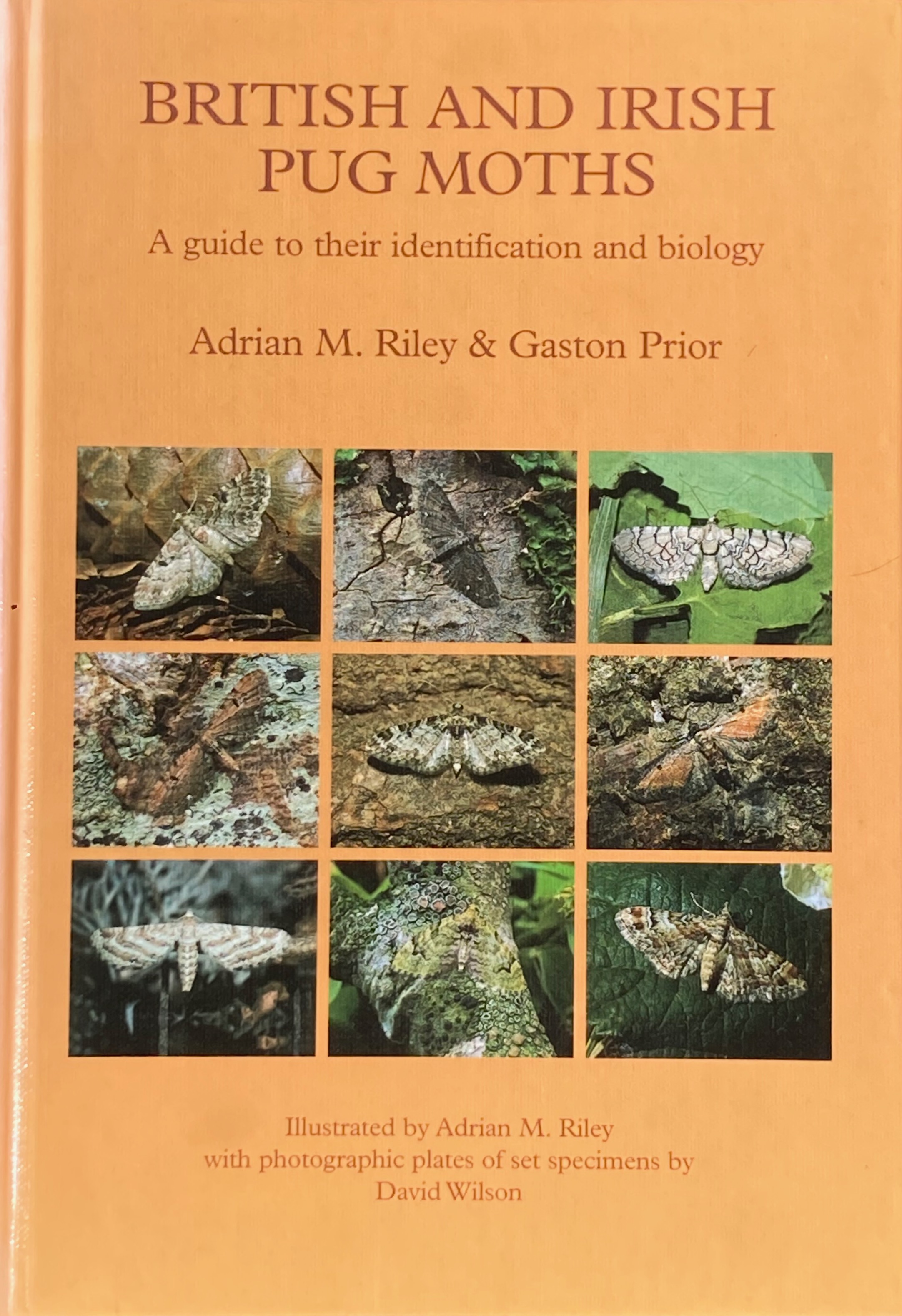 British and Irish pug moths: a guide to their identification and ...