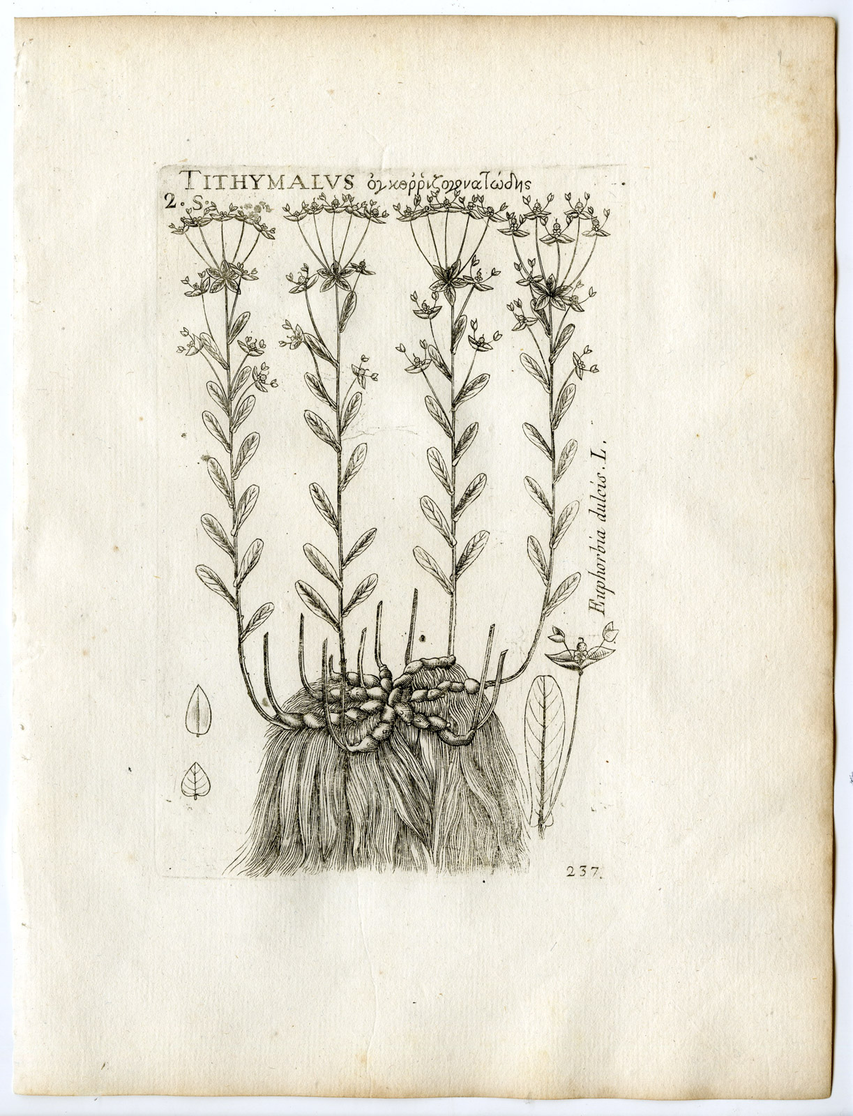 Rare-Antique Print-EUPHORBIA DULCIS-SWEET SPURGE-Belleval-1796 von ...