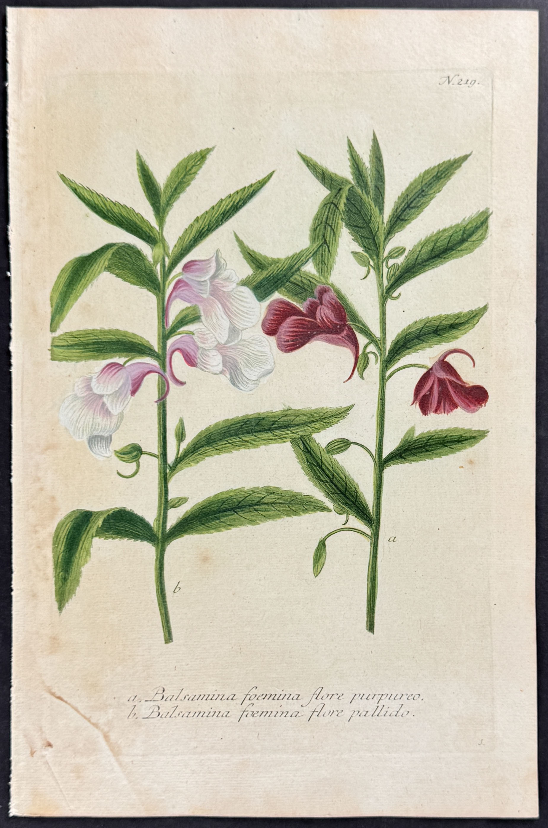 Garden or Rose Balsam da Johann Weinmann: (1737) Arte / Stampa / Poster ...