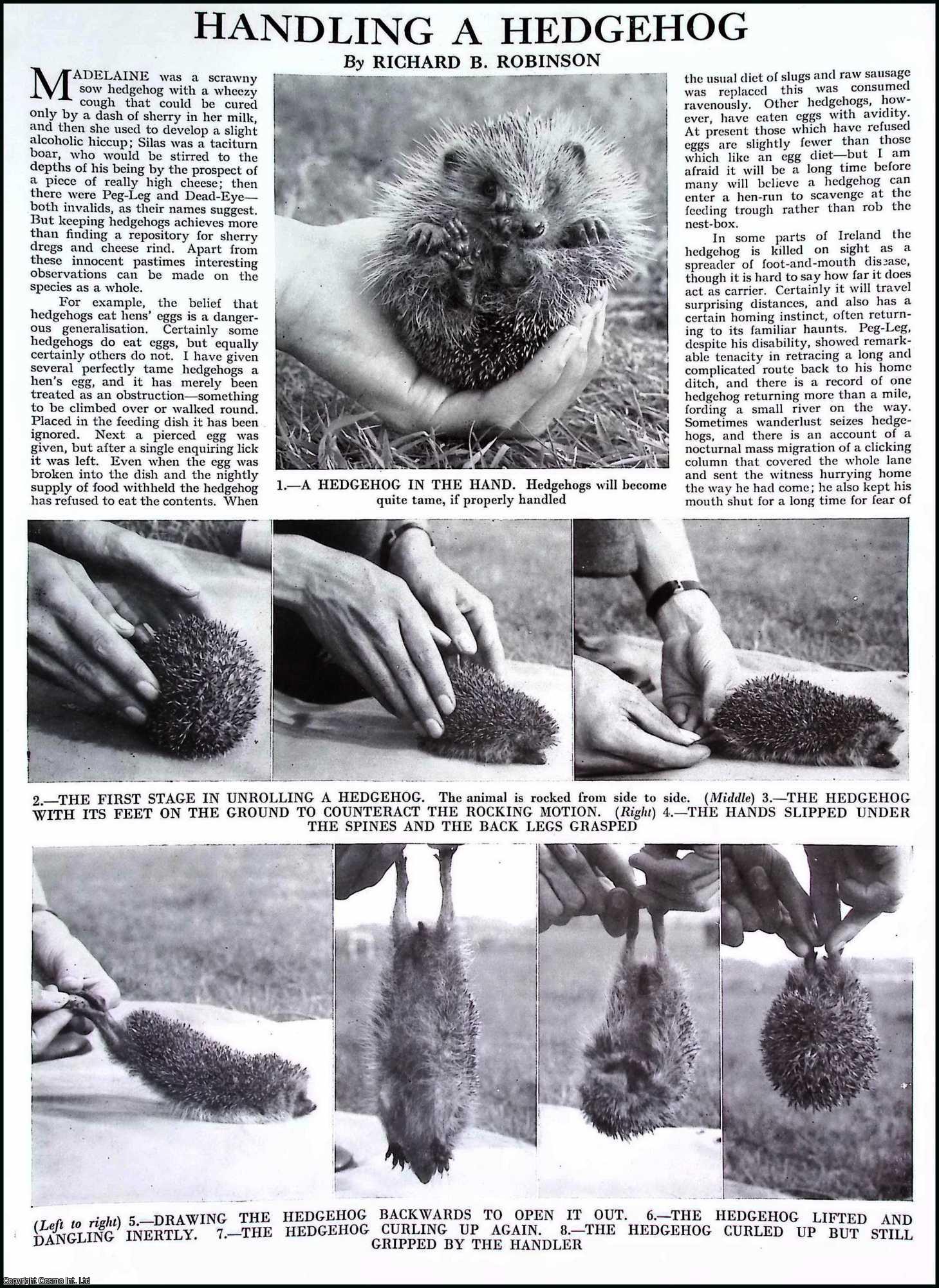 Handling a Hedgehog. By Richard B. Robinson. Several pictures and ...
