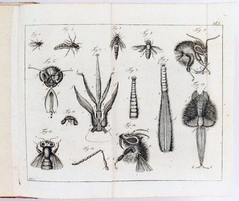 Melitto-Theologia. Die Verherrlichung des glorwürdigen Schöpfers aus ...