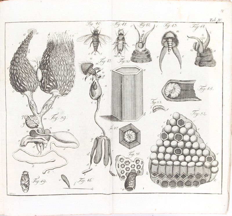 Melitto-Theologia. Die Verherrlichung des glorwürdigen Schöpfers aus ...