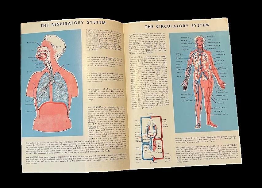 Introduction to Anatomy: An Illustrated Guide to The Visible Woman de ...