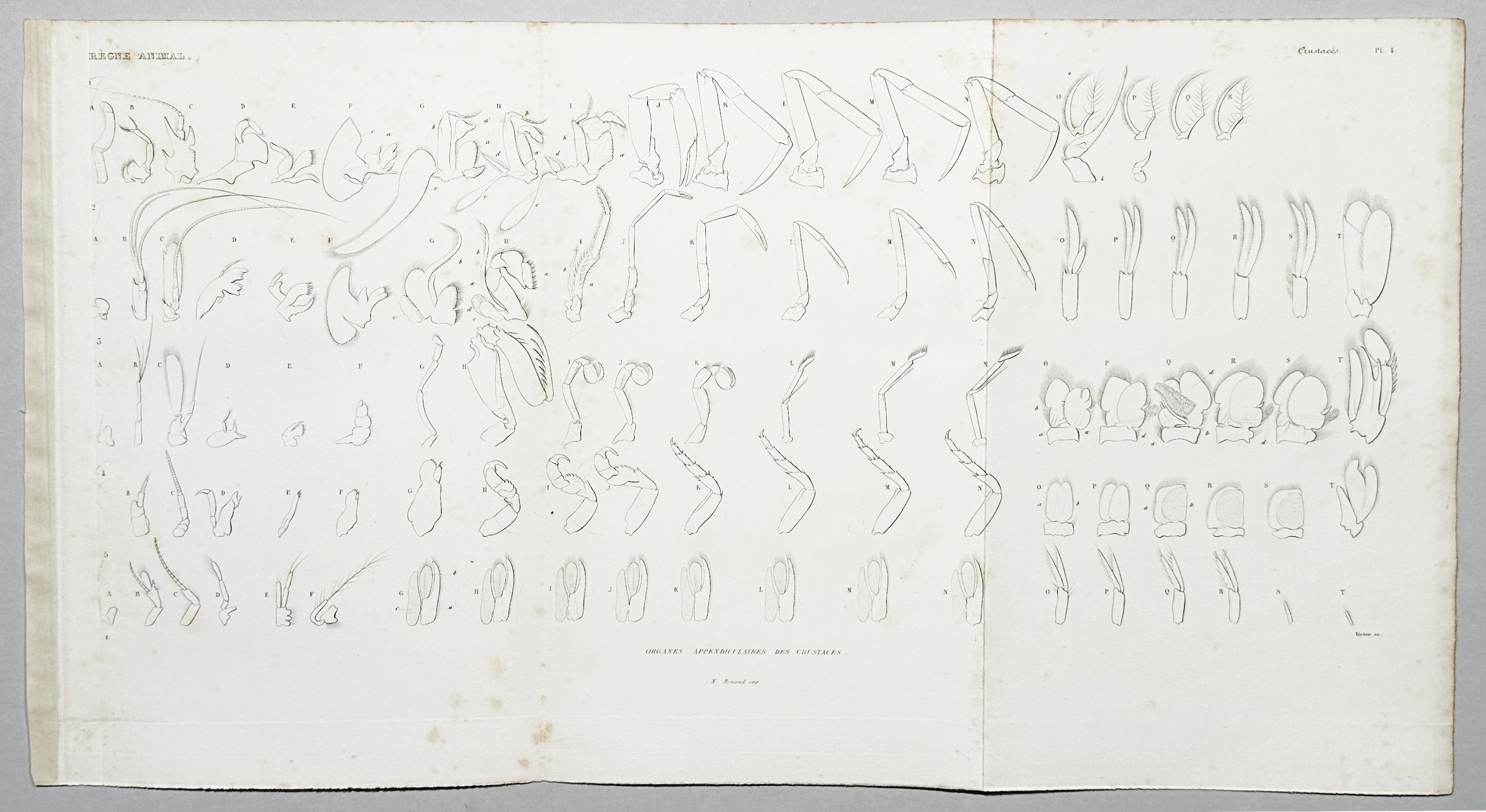 "Crustaces. Pl. 4. - Organes Appendiculaires des Crustaces" - Scheren ...