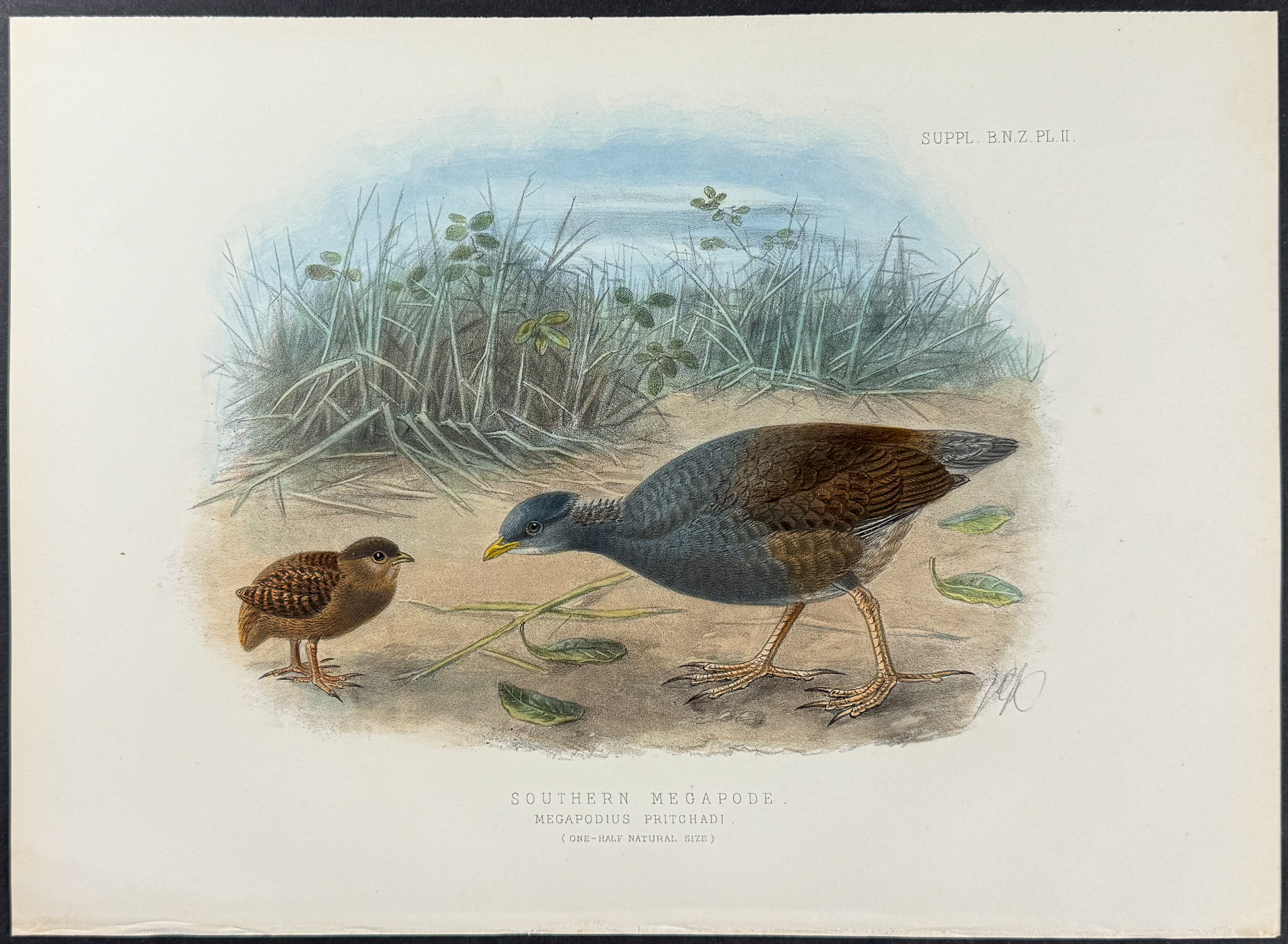 Southern Megapode by Sir Walter Lawry Buller & John Gerard Keulemans ...