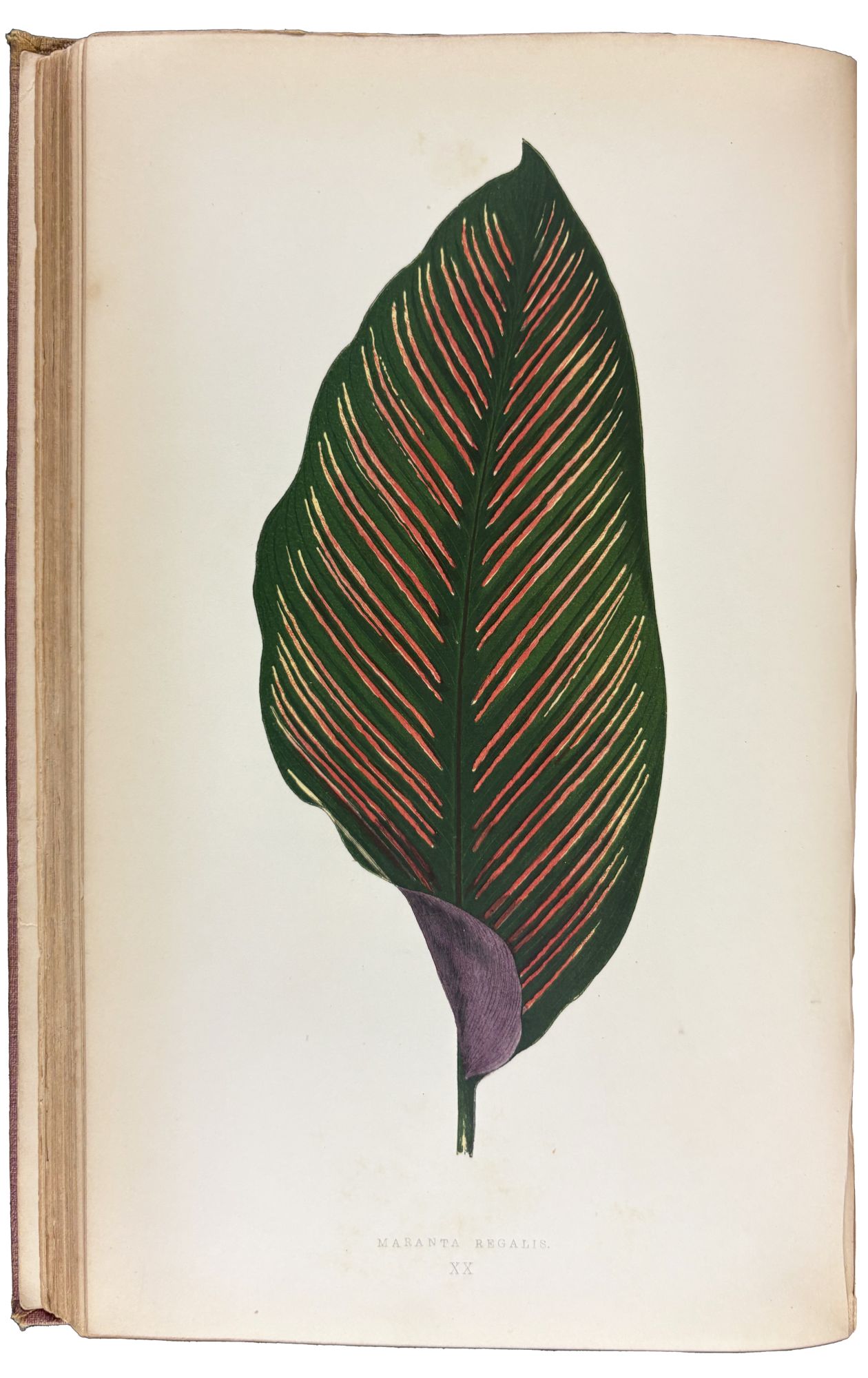 Beautiful Leaved Plants; being a description of the most beautiful ...
