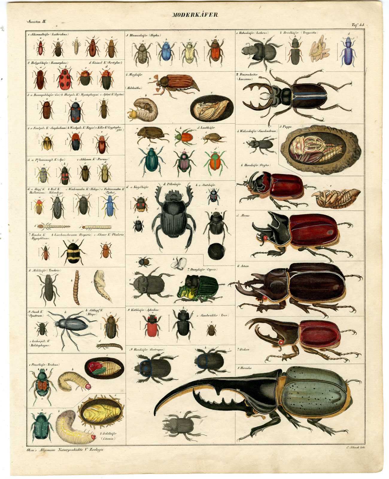 Antique Print-EUROPEAN STAG BEETLE-RHINOCEROS-HERCULES-Oken-1833 by ...