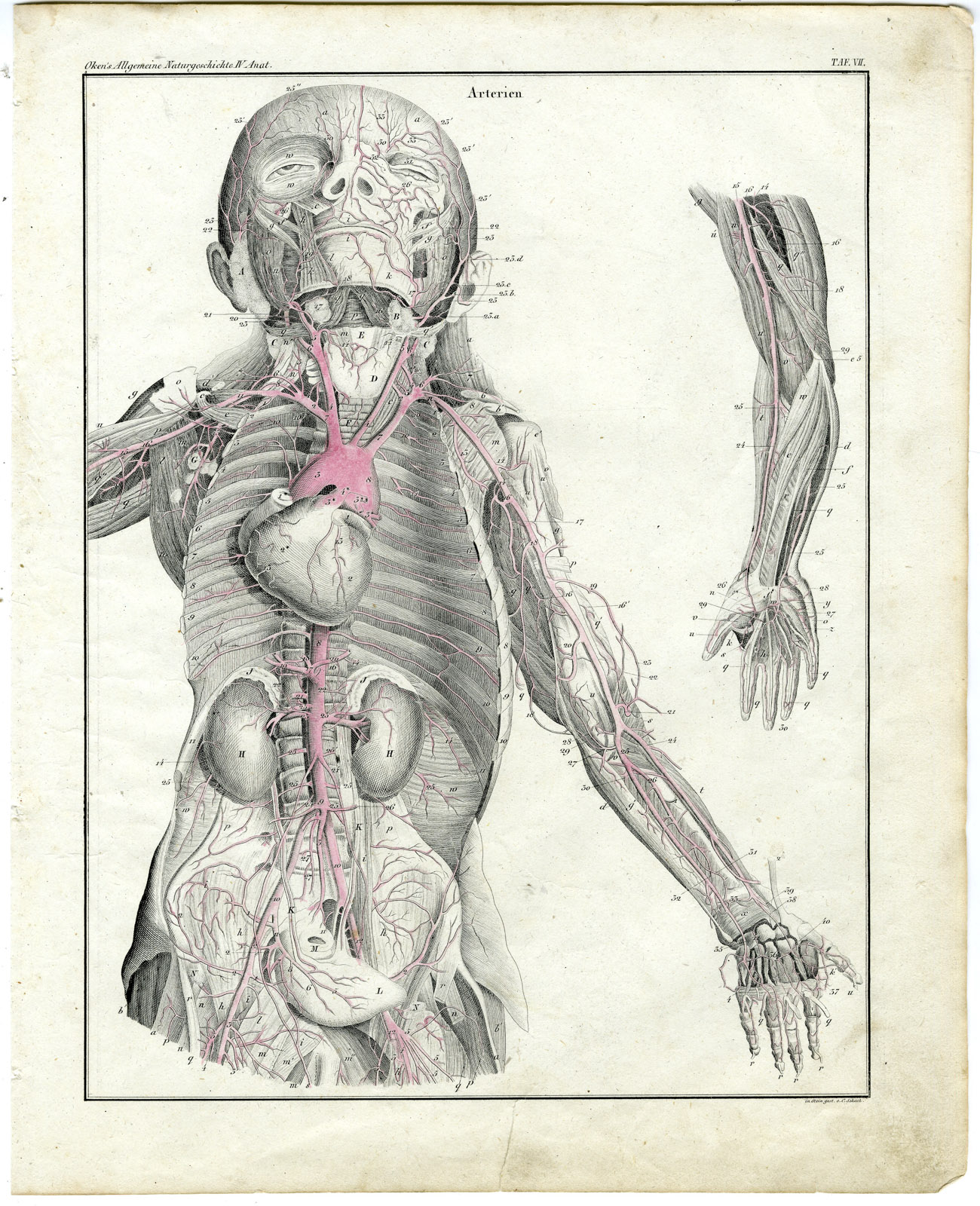 Antique Print-HUMAN ANATOMY-AORTA-ARTERY-BLOOD VESSEL-Oken-1833 by ...