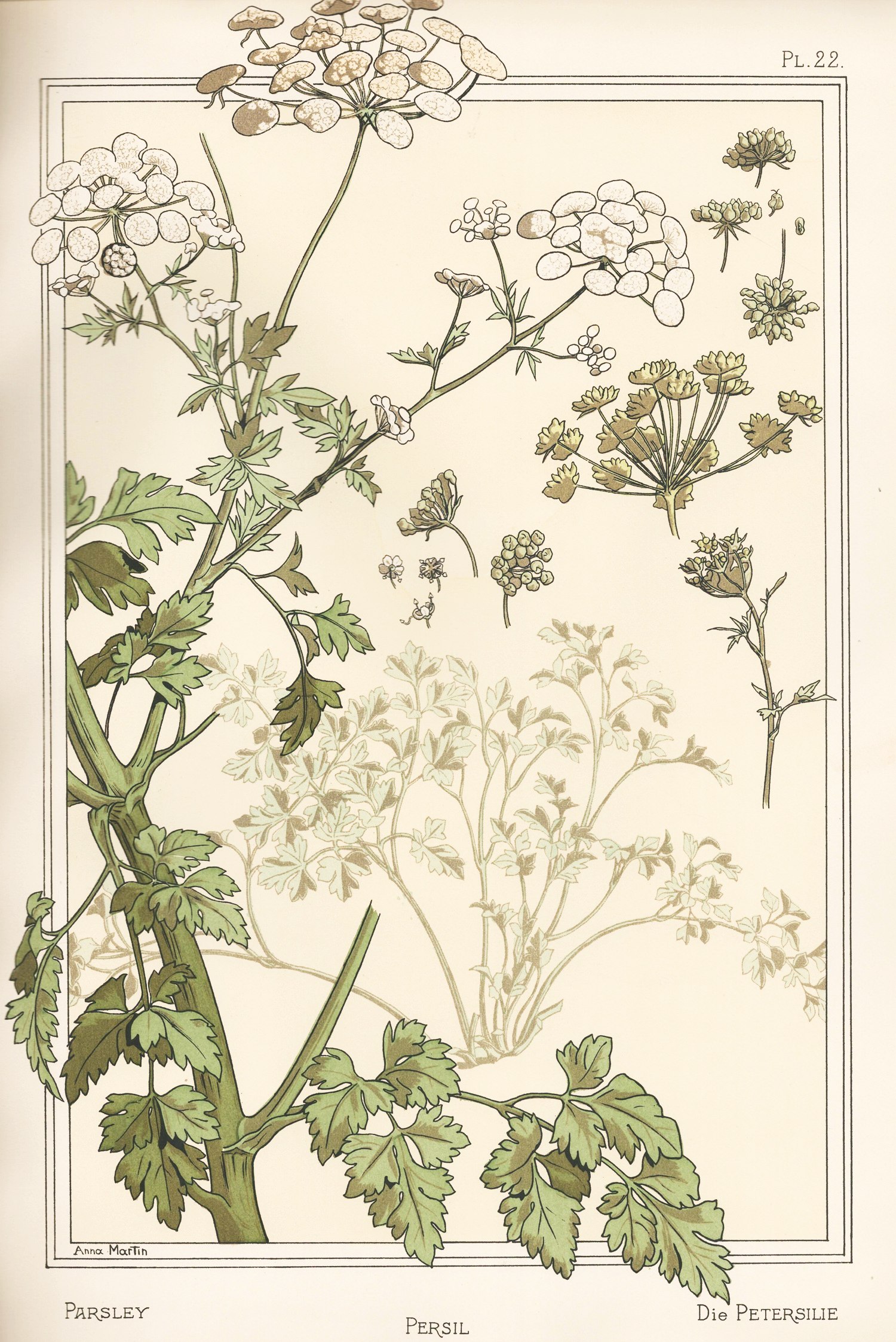 "PARSLEY - PERSIL - DIE PETERSILIE" - Plate 22 (from: La Plante et ses ...