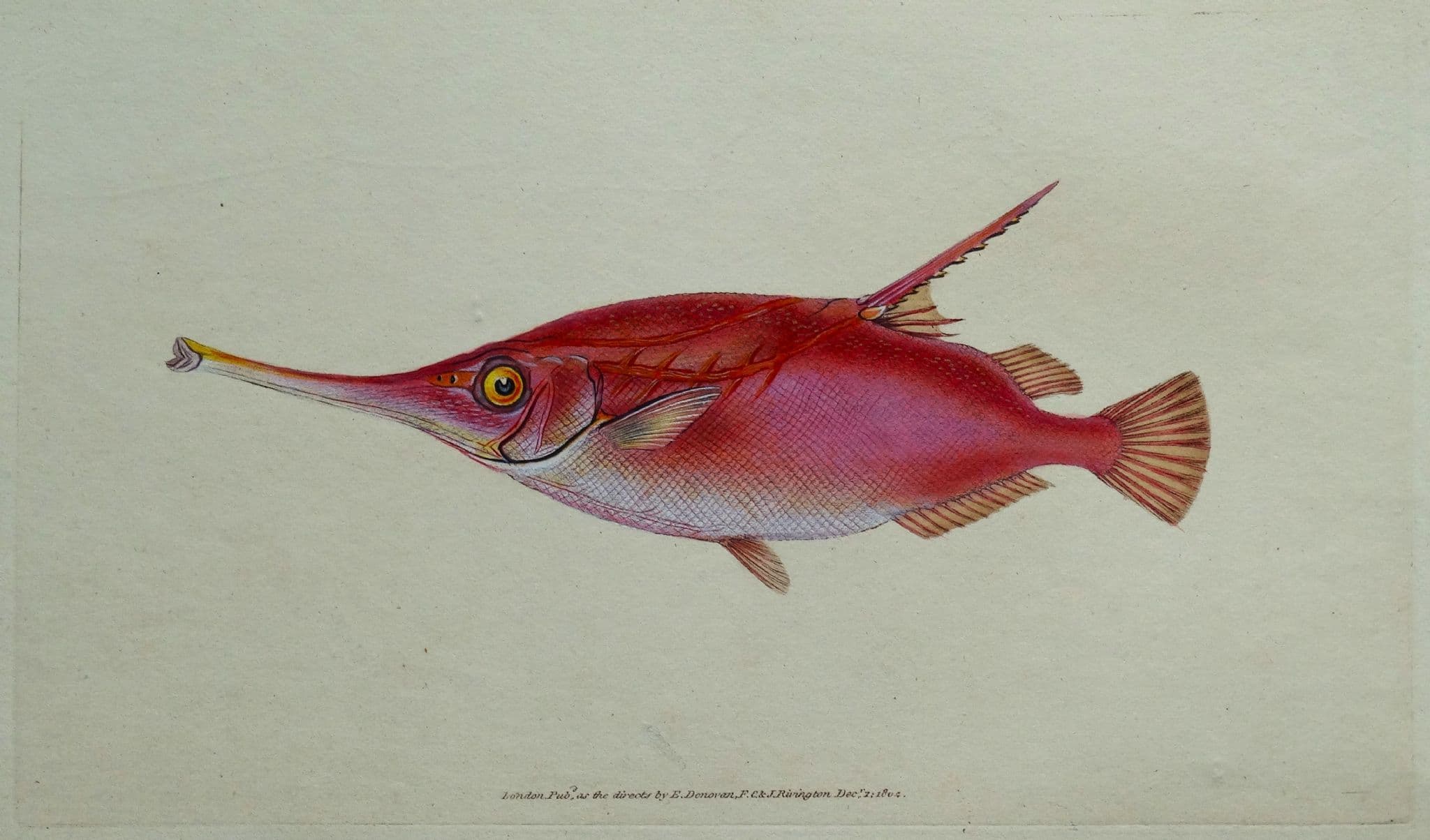 Antique Fish Print SNIPE, TRUMPET FISH Original Donovan Vintage ...