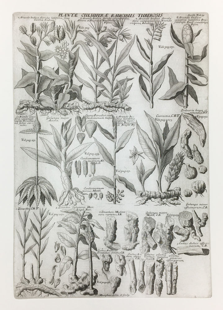 PLATES FOR A HERBAL. A selection of engravings from Robert Morison's ...