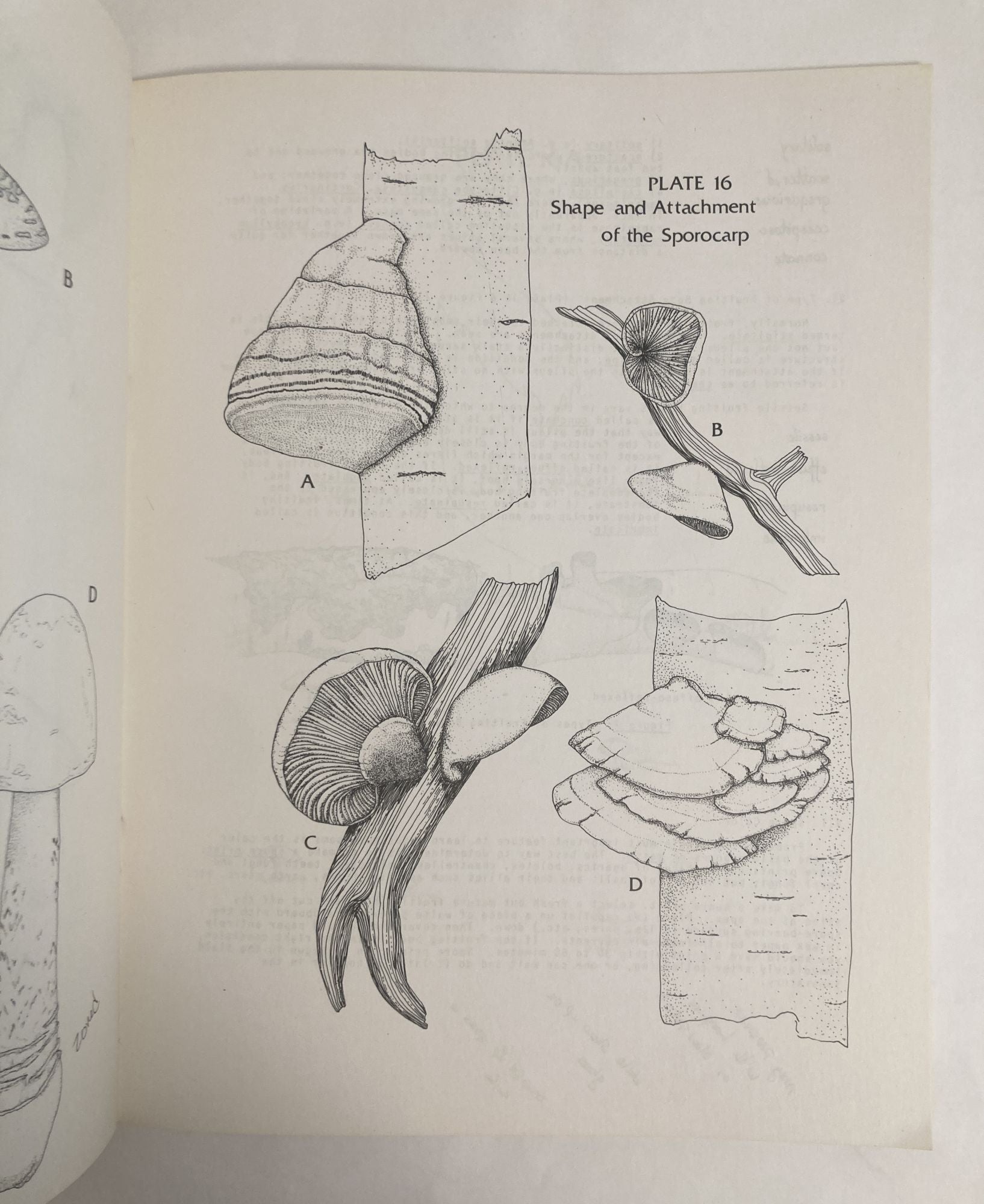 How to Identify Mushrooms (to genus) Using only Macroscopic Features by LARGENT, David: Very ...