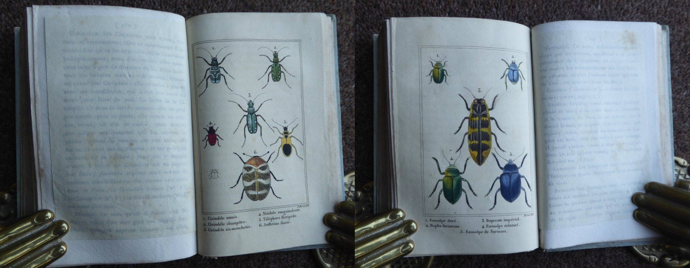 LES INSECTES. by MALO, Charles.: (1818) | Roger Middleton P.B.F.A.