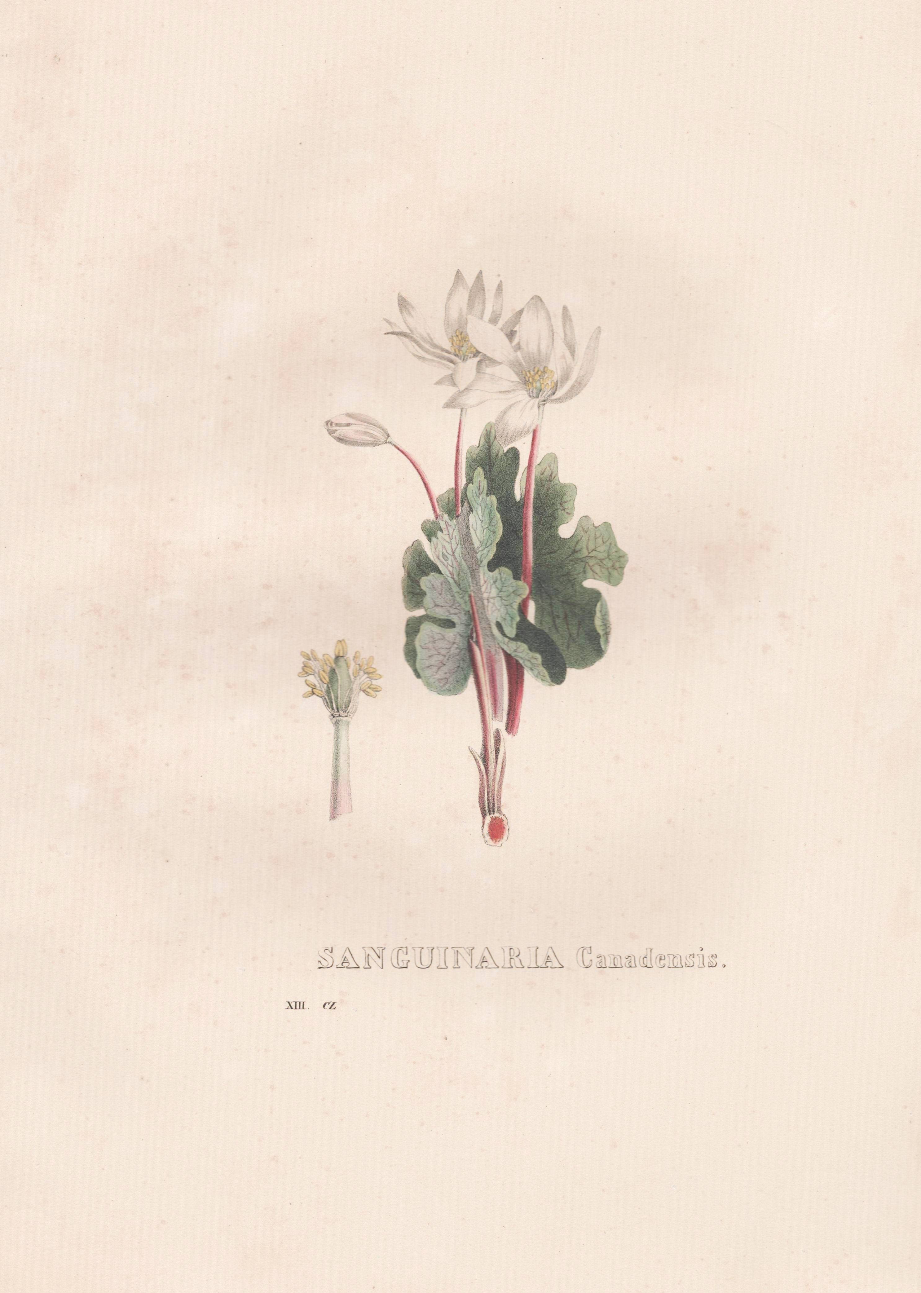 "Sanguinaria canadensis"- Kanadische Blutwurz bloodroot / Canada Kanada ...