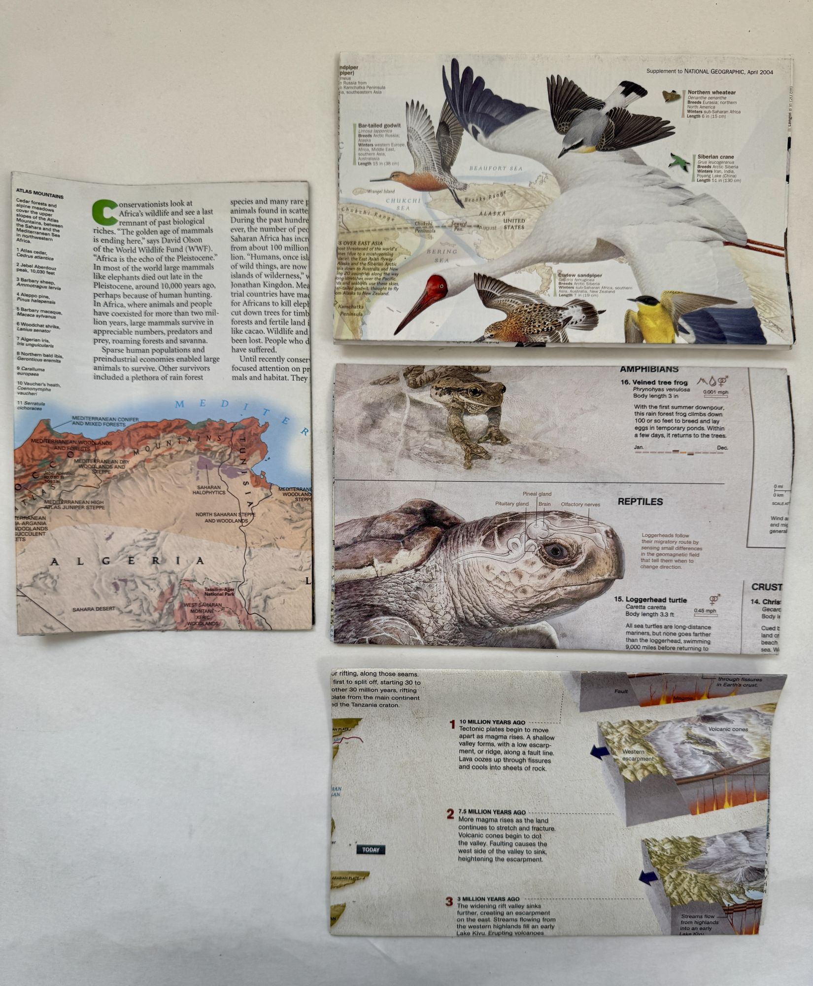 [Set of 4 Maps]: Africa's Natural Realms; Bird Migration: Eastern ...