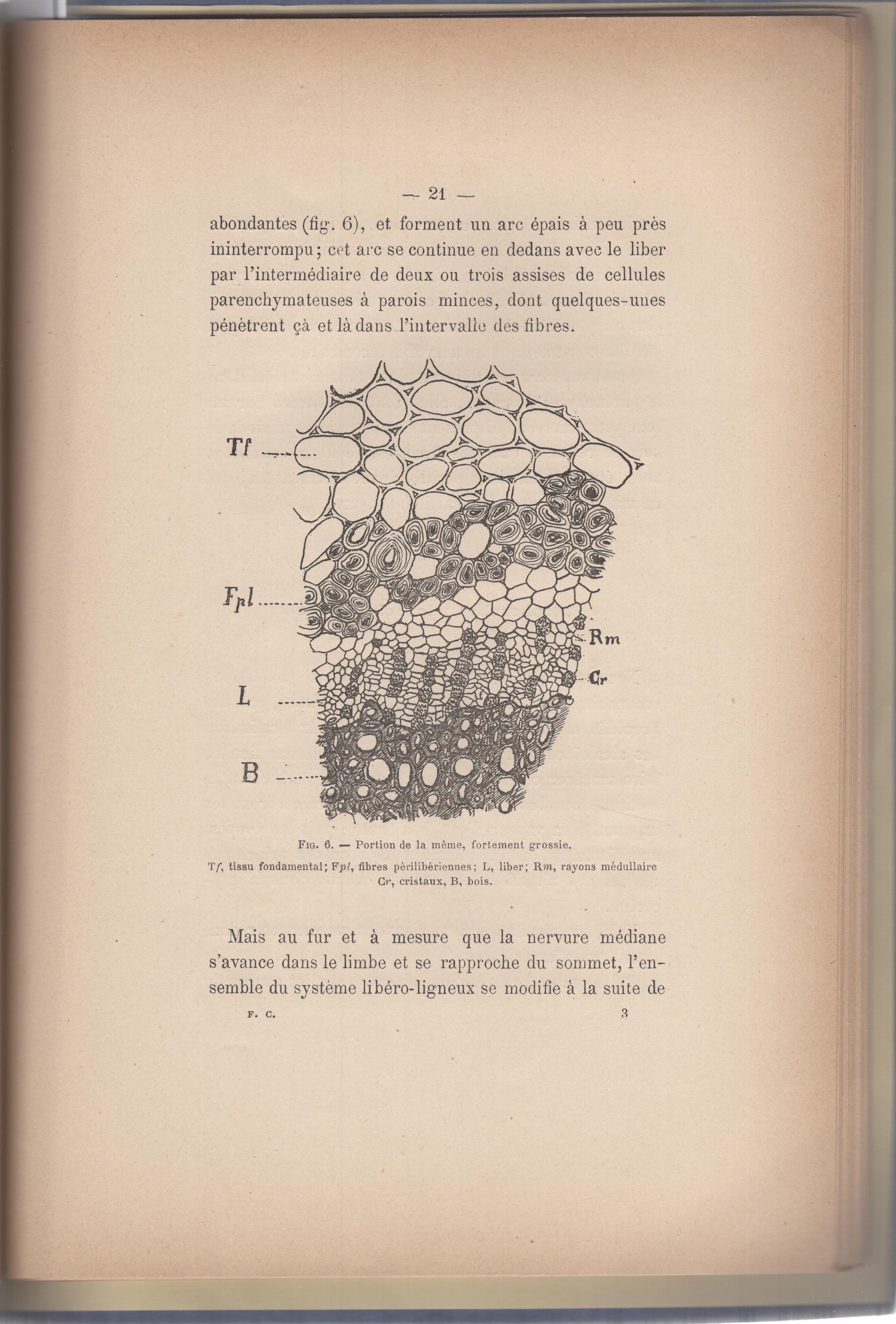 Le Catha edulis : thèse présentée à la Faculté de médecine. / par ...