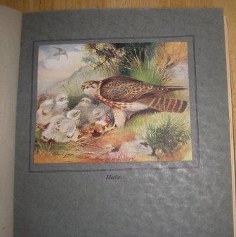 Birds And Their Young de Coward, T.A.: Good Hardcover (1923) First UK ...