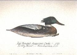 Milton Weiler Duck Decoy Print (Red Breasted Merganser Drake: Rowley ...