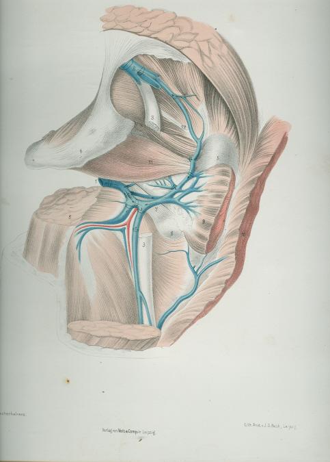 Circulus ischiadicus dexter, von hinten her gesehen. Original ...
