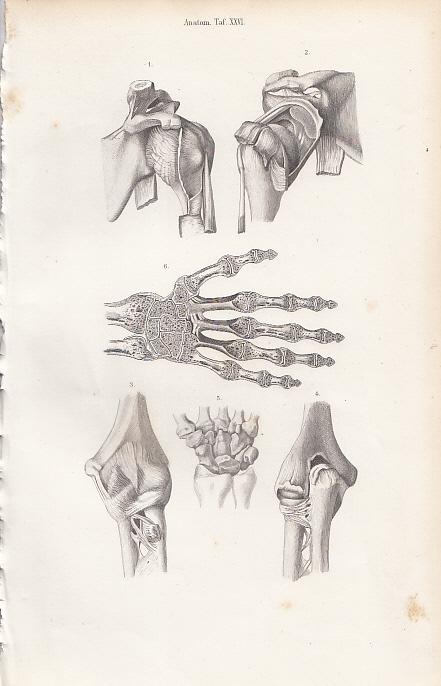 Schulter-, Ellbogen- und Handgelenk. Stahlstich von Greb, 1860, 23,7 cm x 15,7 cm. von ...