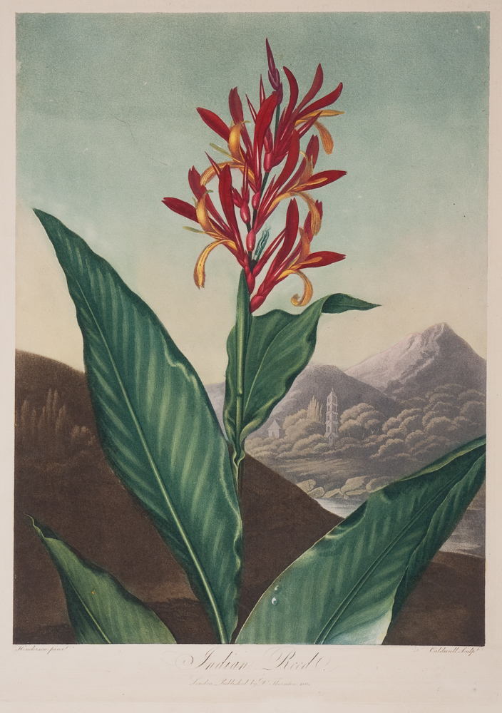 The Indian Reed von Thornton, Dr: (1804) | Antipodean Books, Maps ...