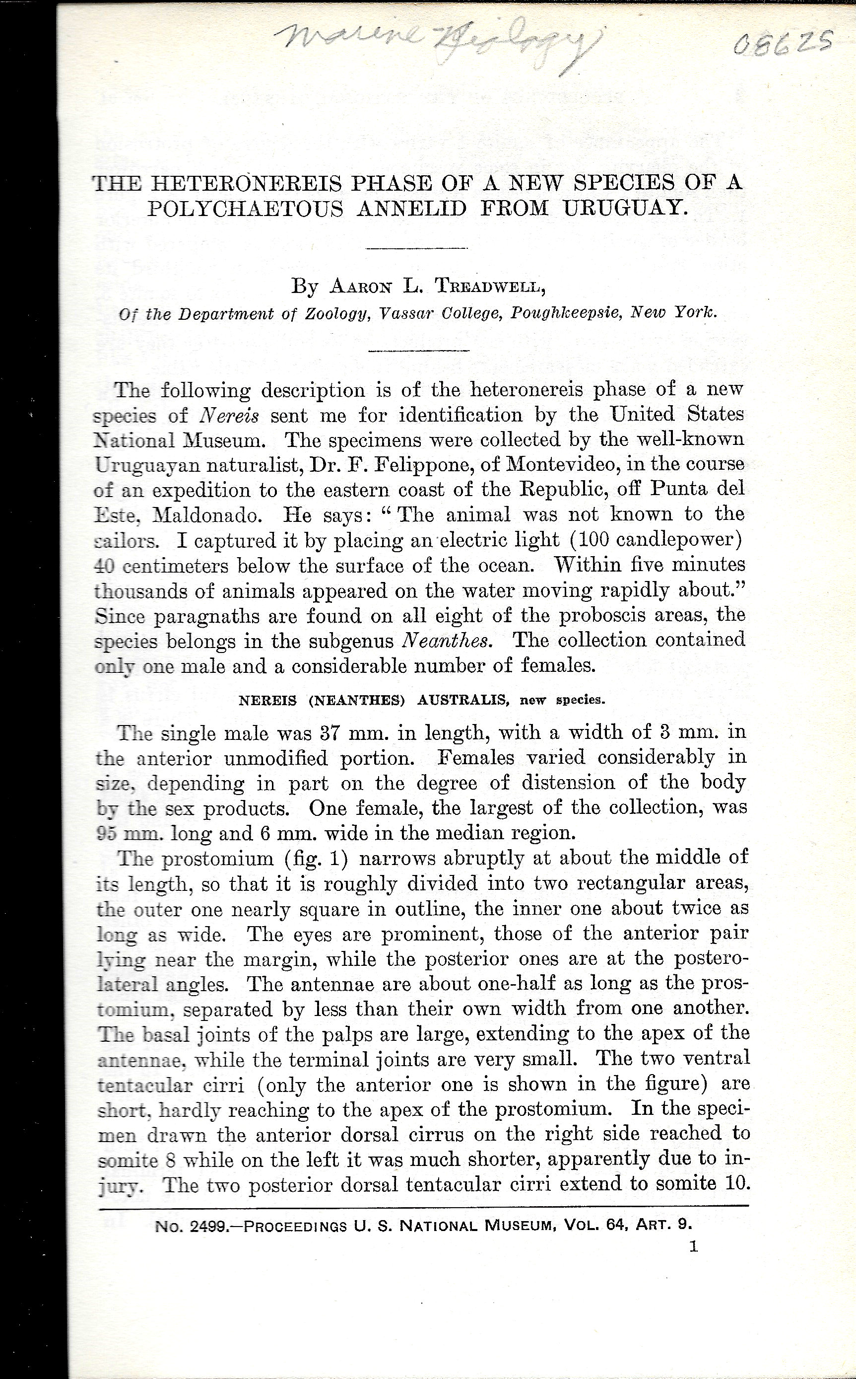 THE HETERONEREIS PHASE OF A NEW SPECIES OF A POLYCHAETOUS ANNELID FROM ...