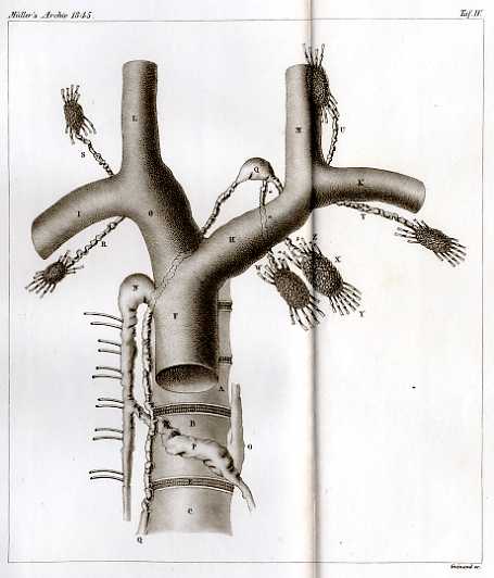 Uber die Einmündung eines Lymphaderstammes in die linke Vena anonyma ...