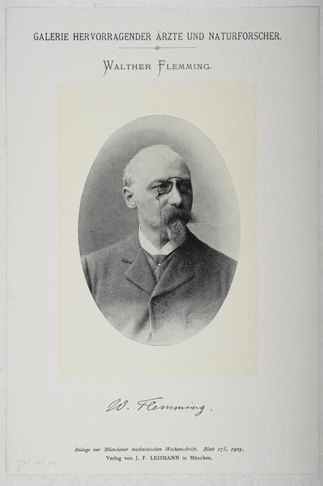 Portrait, Brustbild, Photographie, Lichtdruck 8,5 x 12 cm. by Flemming ...