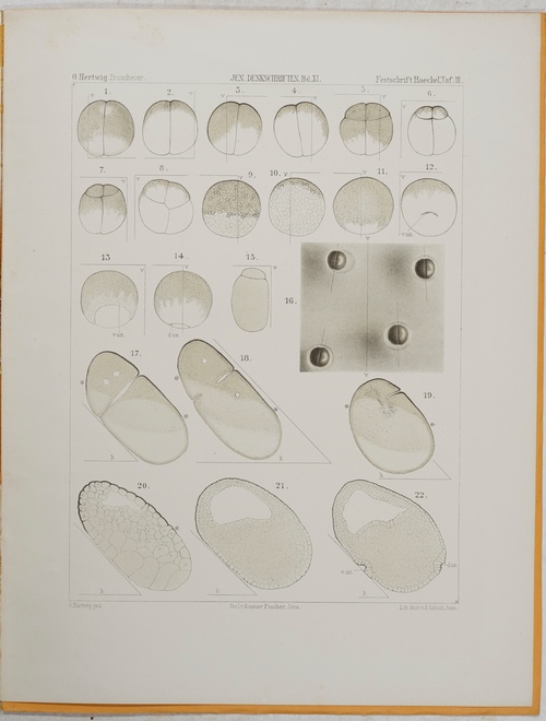 Ueber eine Methode, Froscheier am Beginn ihrer Entwickelung im Raume so ...