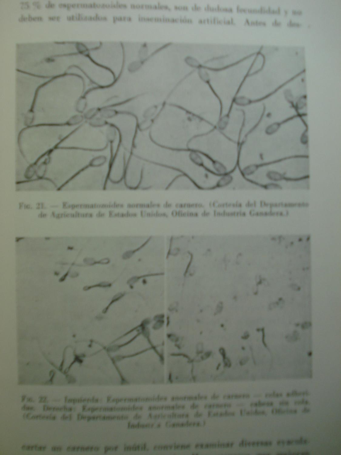 LA INSEMINACIÓN ARTIFICIAL EN LOS ANIMALES DE GRANJA by PERRY ENOS, J ...