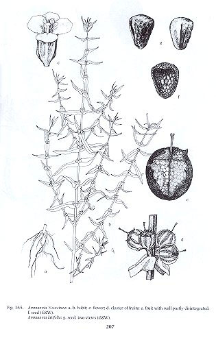 Aquatic and wetland plants of northeastern North America, volume one ...