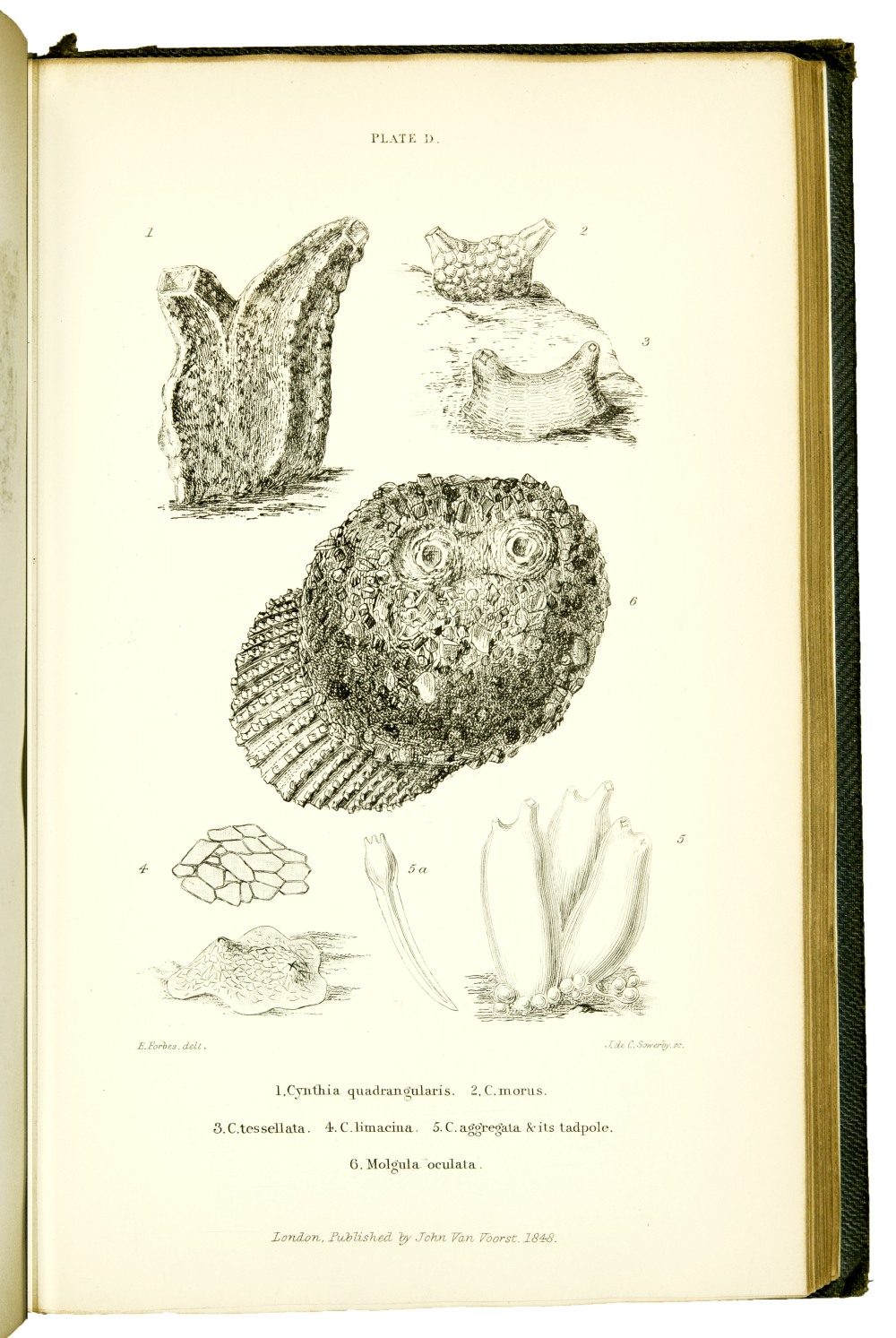 A history of British Mollusca, and their shells. by FORBES, E. & HANLEY ...