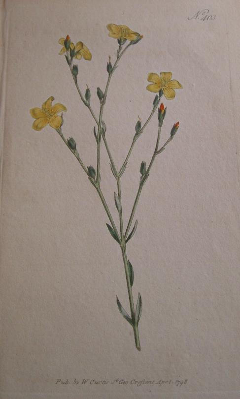 ORIGINAL HAND-COLOURED COPPER ENGRAVING - Linum Africanum (African Flax ...